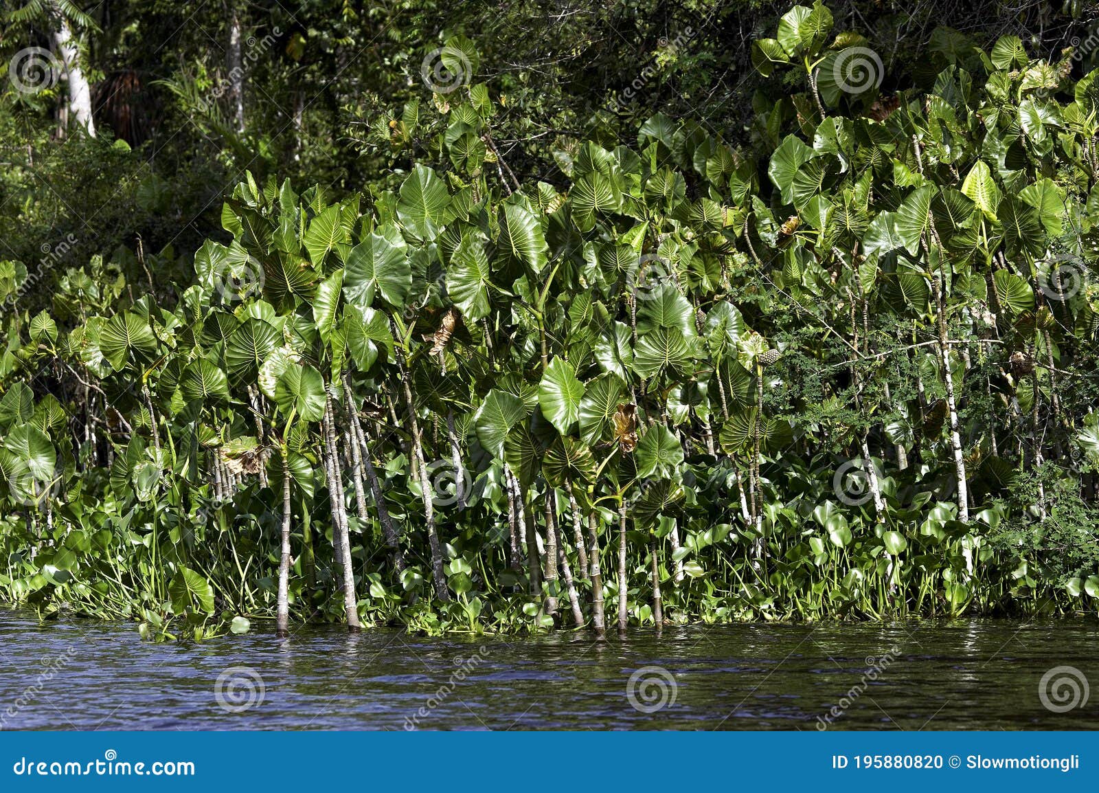 Forest and River at Orinoco Delta in Venezuela Stock Photo - Image of ...