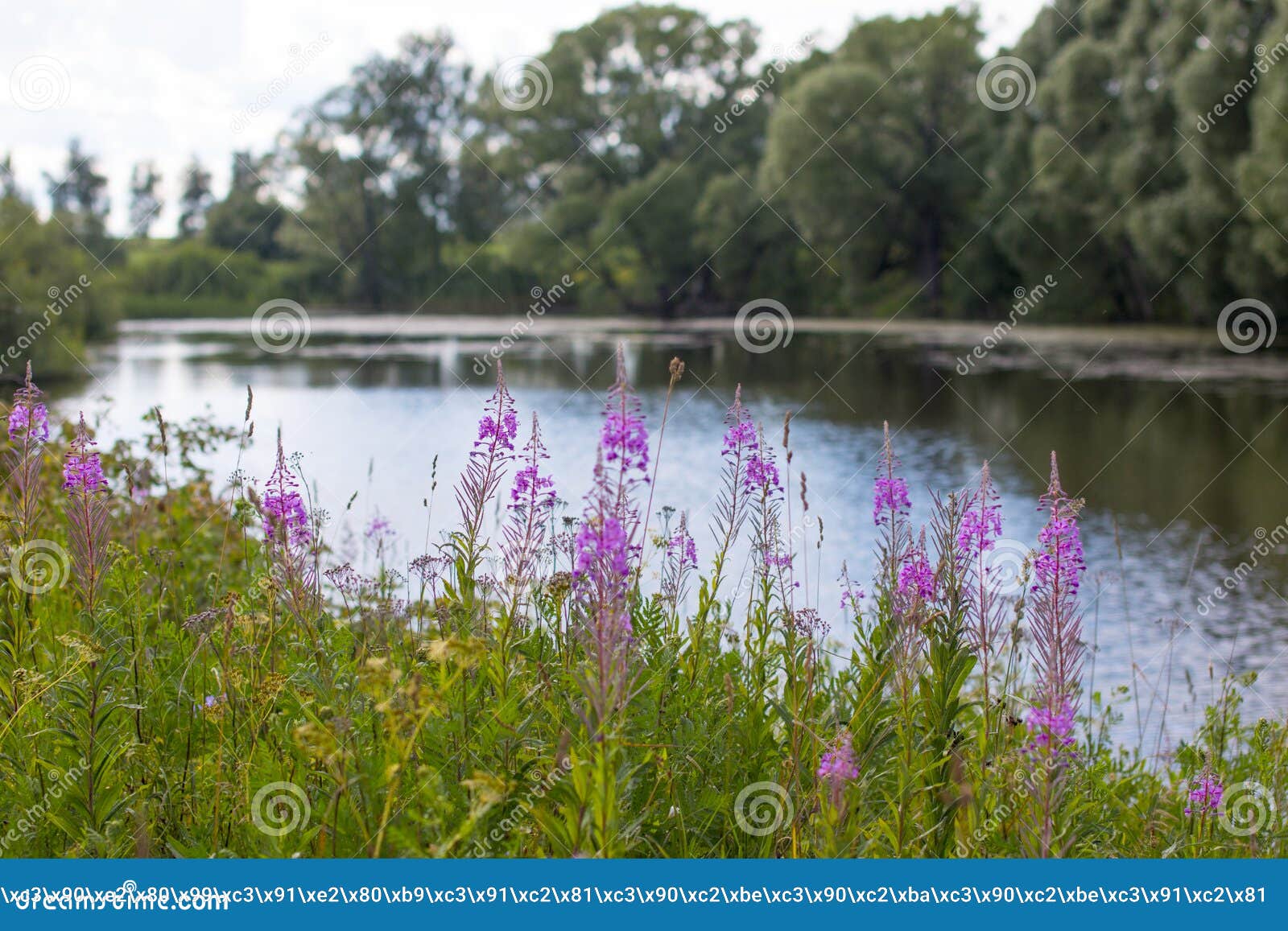 Forest River with Pink Beautiful Flowers. Stock Image - Image of ...