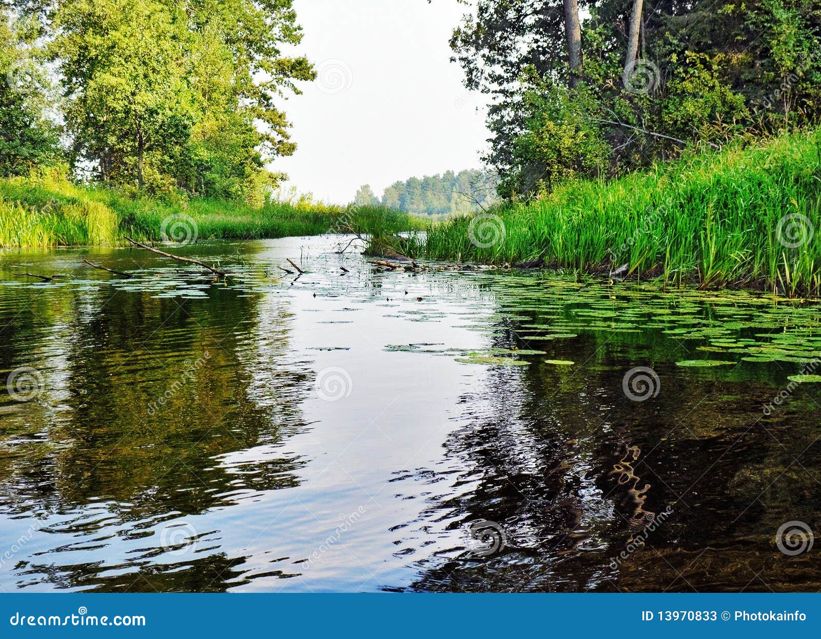 Forest River with Pure Water Stock Image - Image of lake, bushes: 13970833