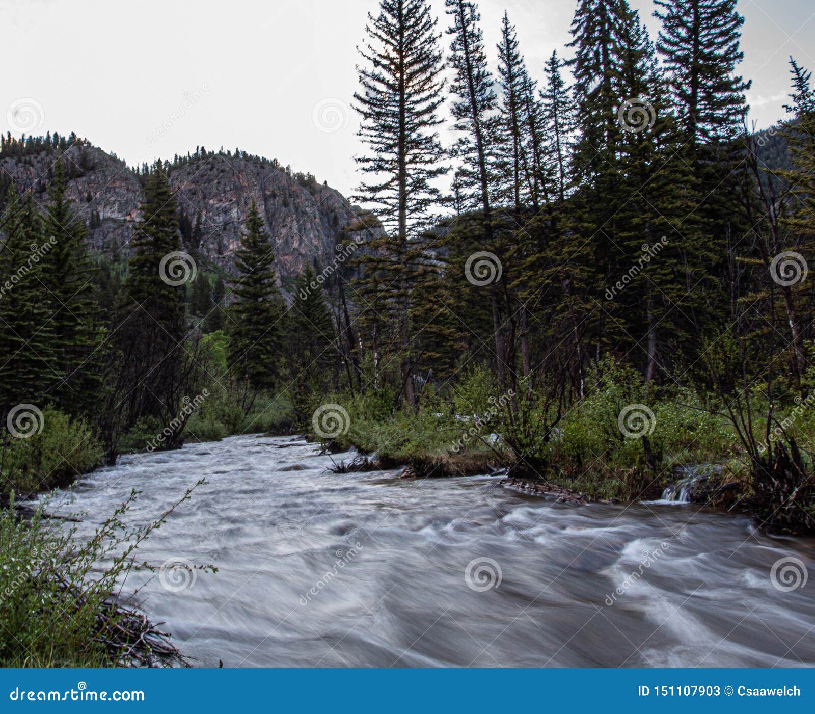 Forest with River stock image. Image of cliffs, forest - 151107903