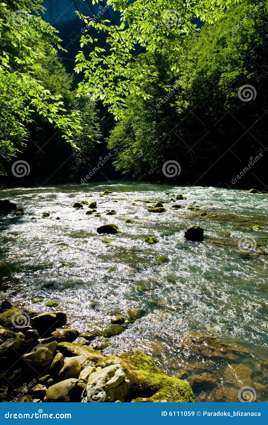 Forest River Source Scene, Croatia Stock Image - Image of summer ...