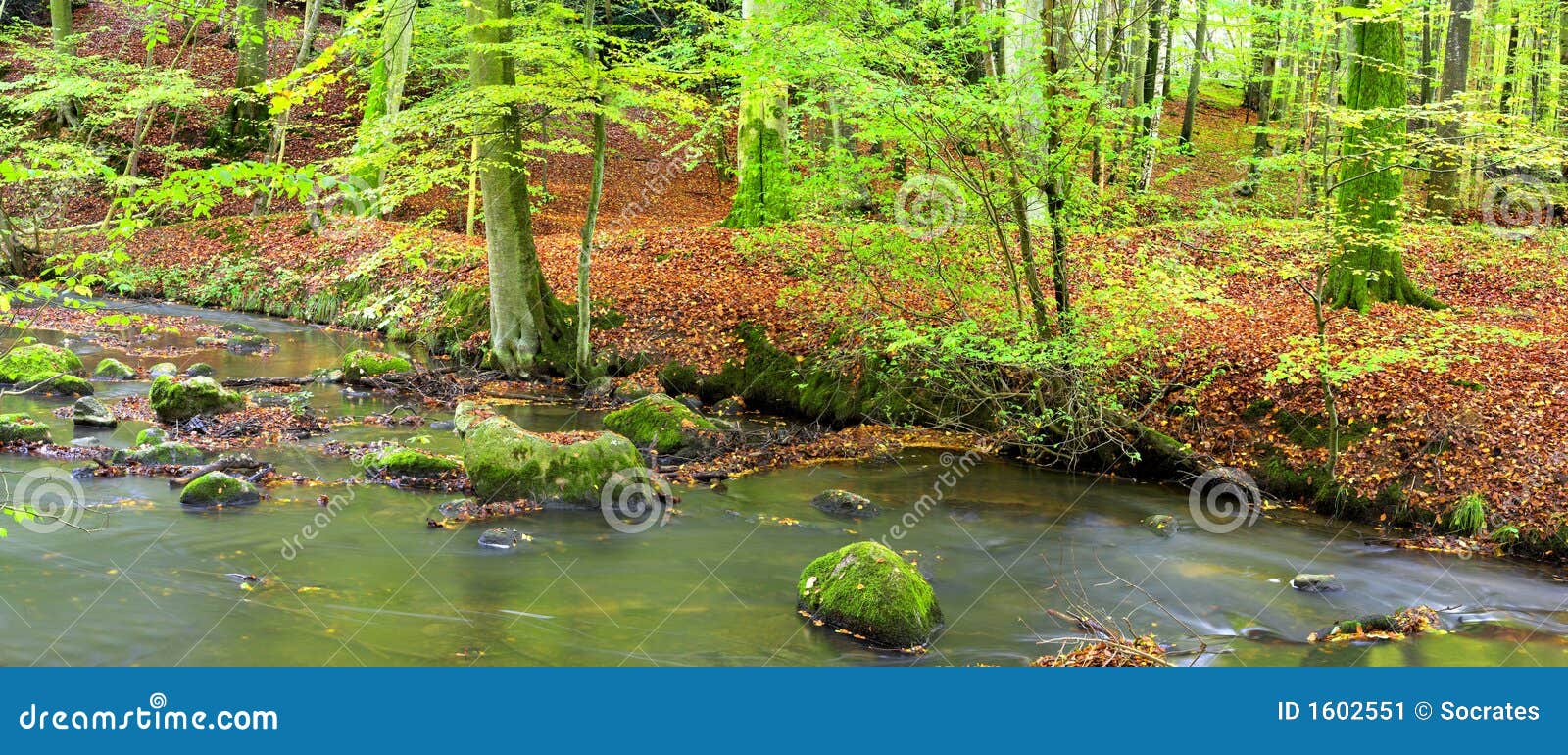 Forest and River in the Spring Stock Image - Image of orange, park: 1602551