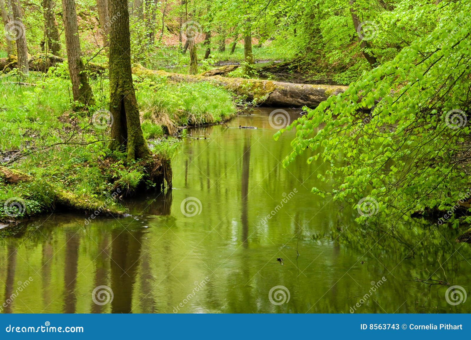 Forest and river in spring stock image. Image of woods - 8563743