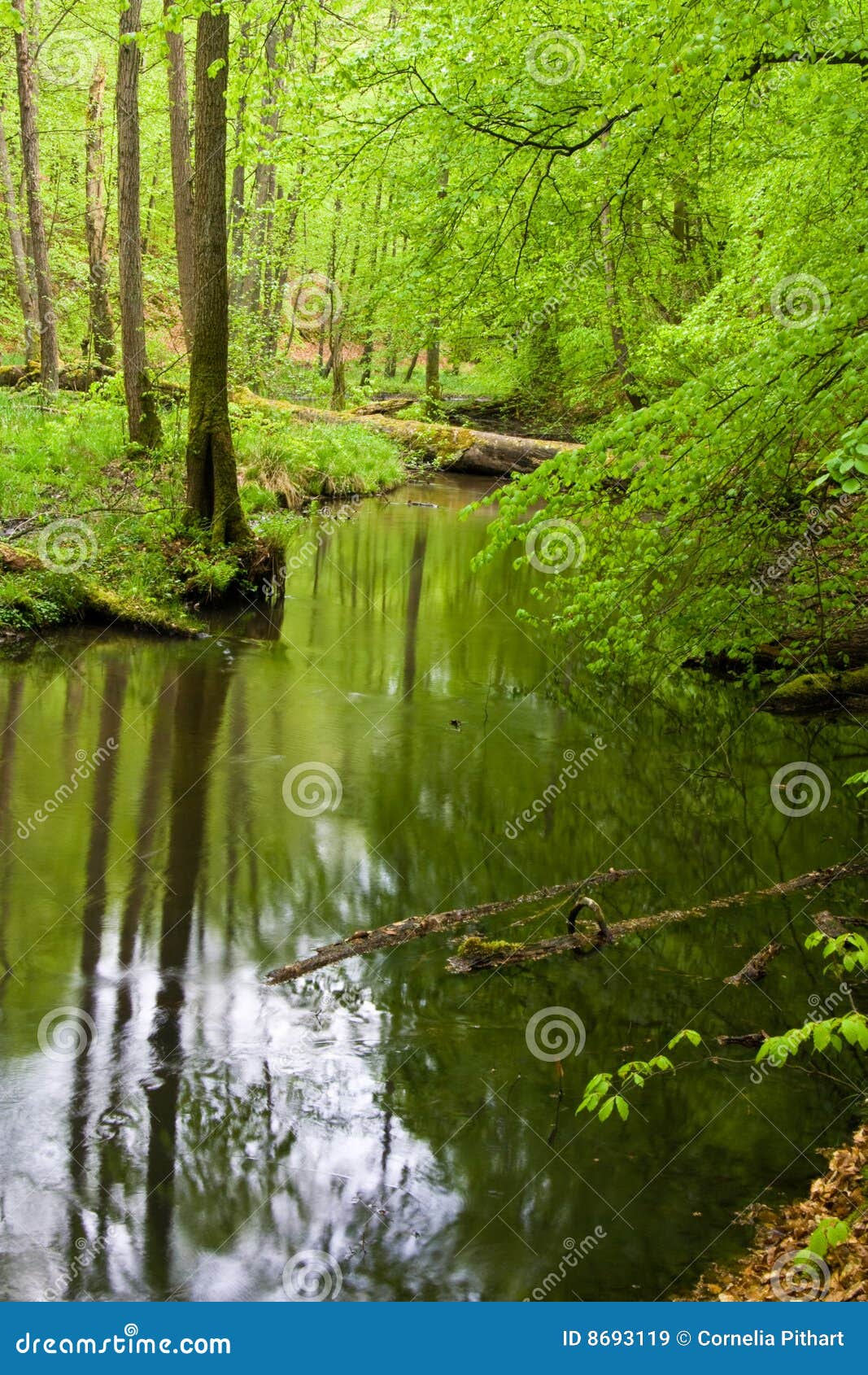 Forest and river in spring stock image. Image of scenic - 8693119