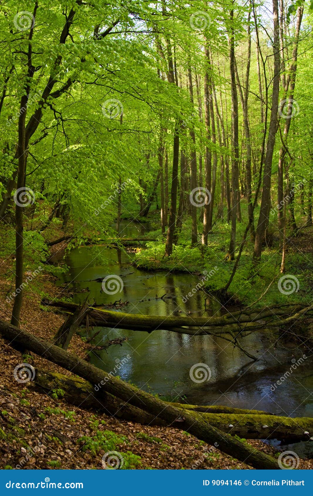 Forest and river in spring stock photo. Image of schlaube - 9094146
