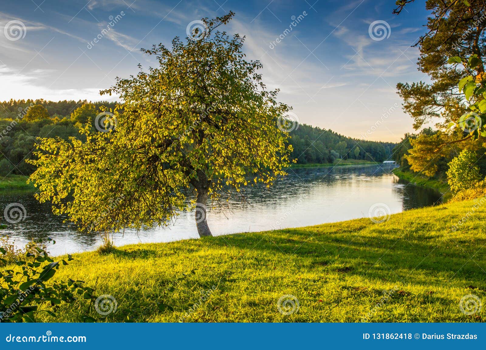 Forest and River in Spring Time Stock Photo - Image of sunshine, river ...