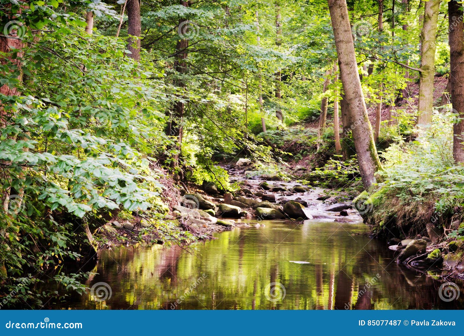 Forest river or stream stock image. Image of environment - 85077487