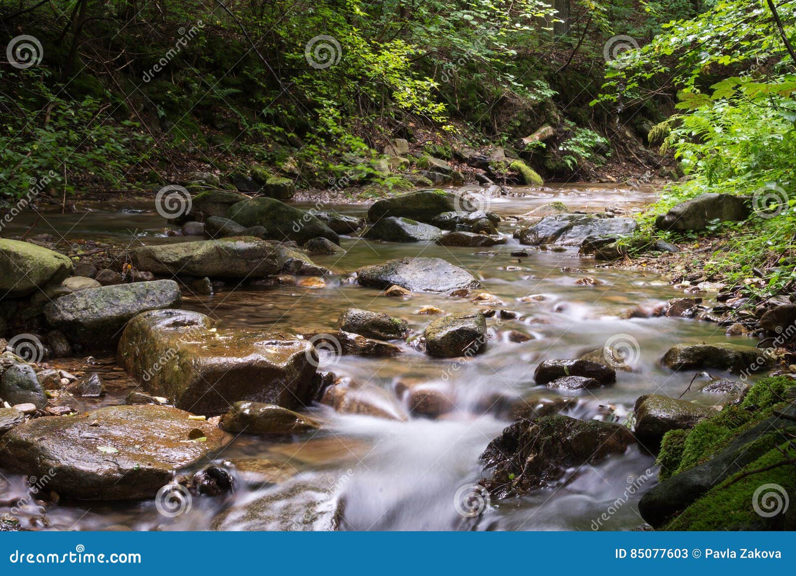 Forest river stock image. Image of spring, wilderness - 85077603