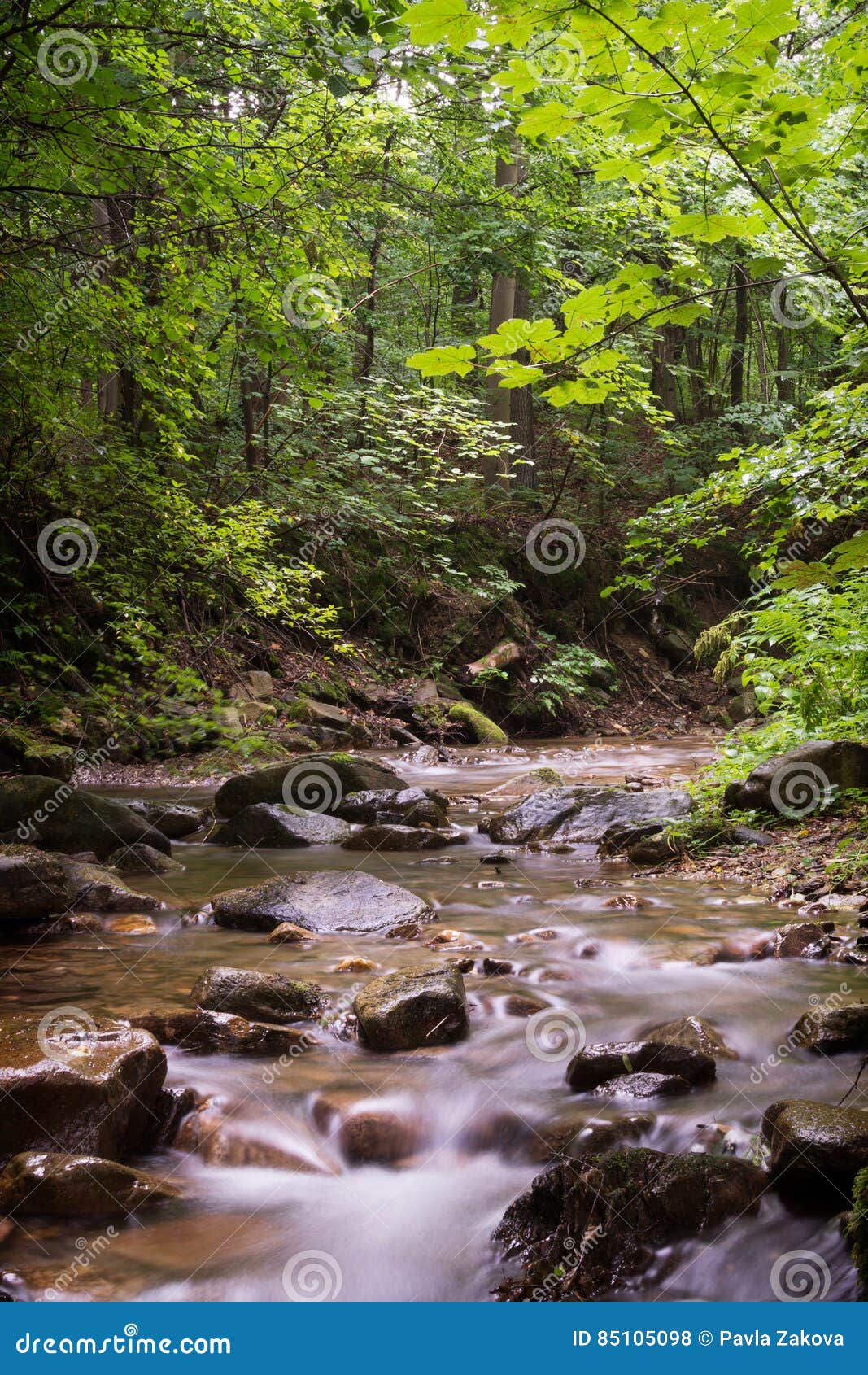 Forest river stock photo. Image of forest, wild, landscape - 85105098