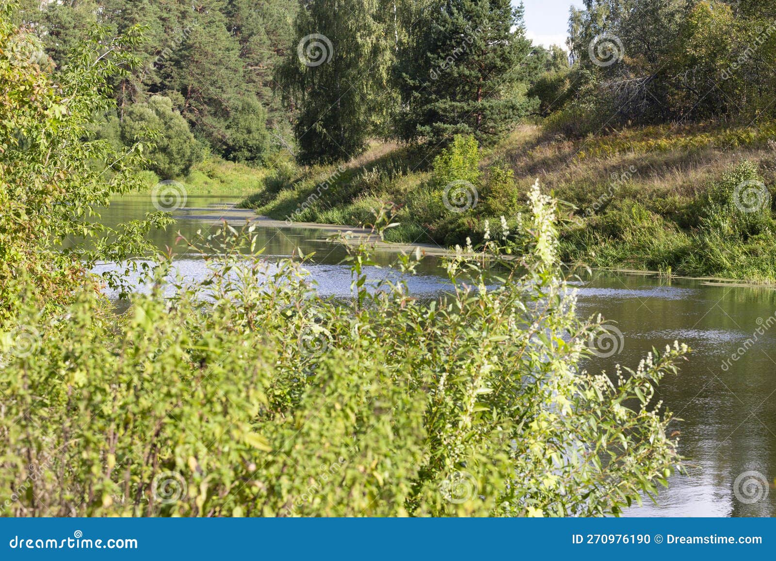 Forest River on Summer and Green Grass Stock Photo - Image of scenic ...
