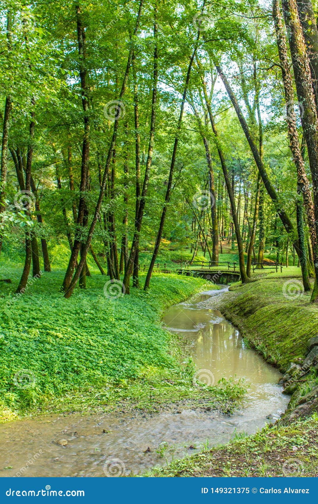 Forest with River at Sunset Stock Image - Image of hill, park: 149321375