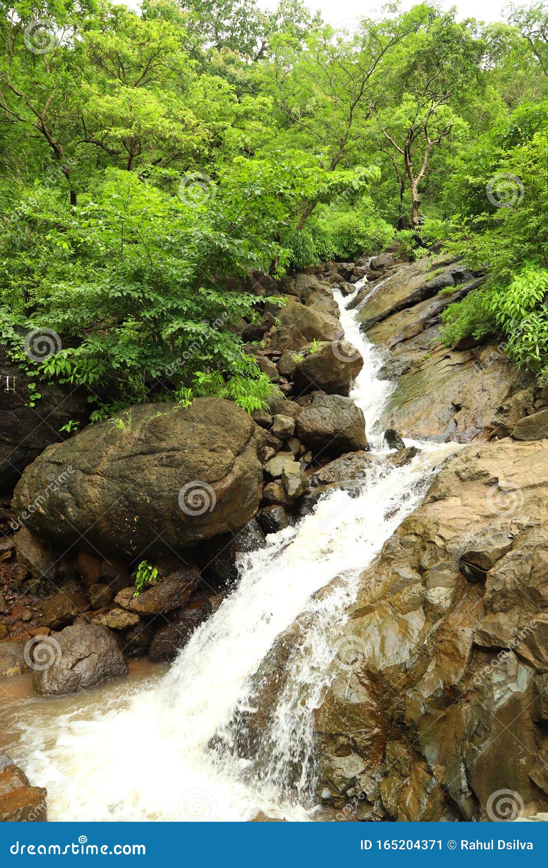 Forest River Waterfall View. Wild River Rapids. Forest Wild River Water ...