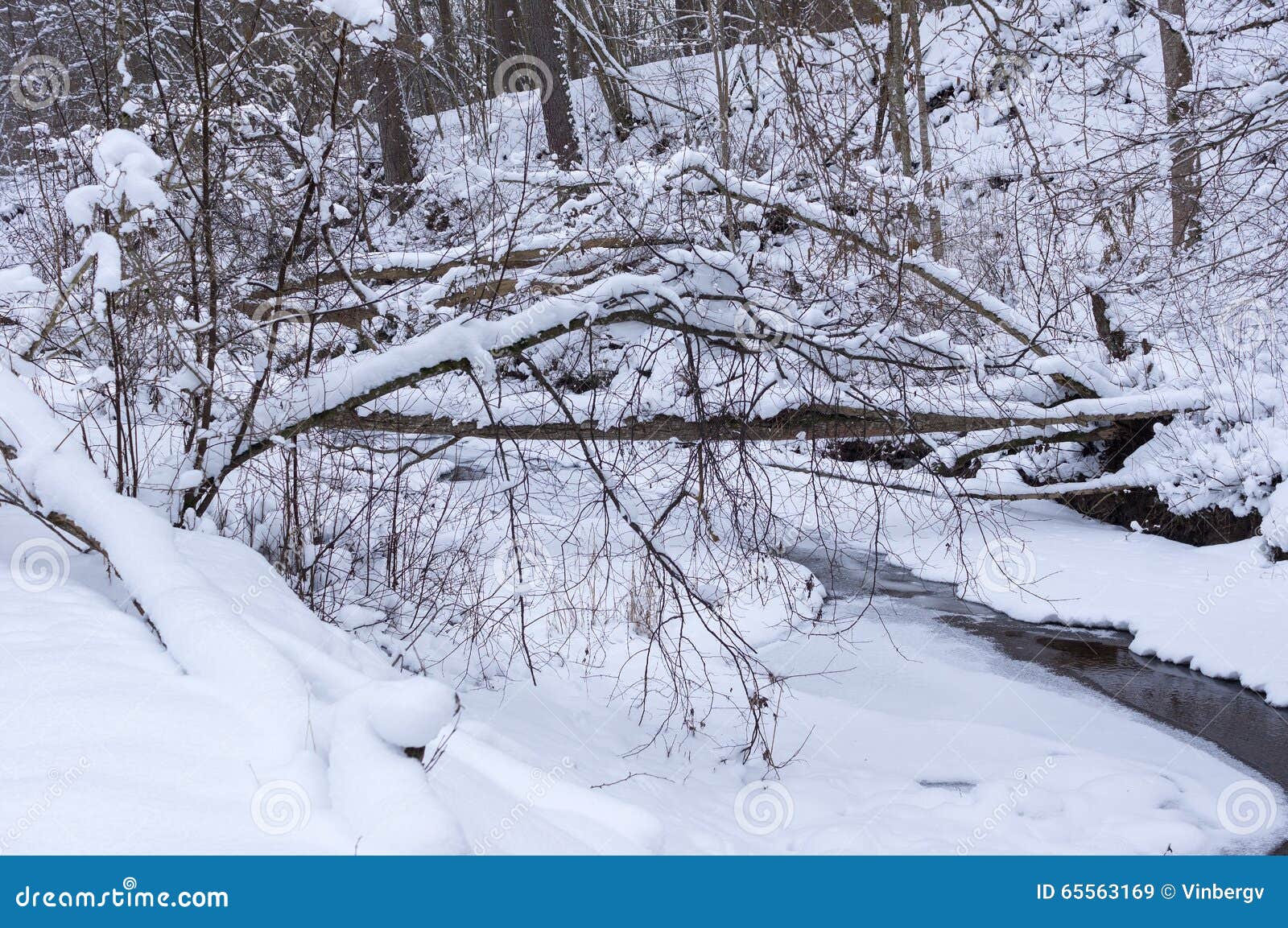 Forest river in winter stock image. Image of flowing - 65563169