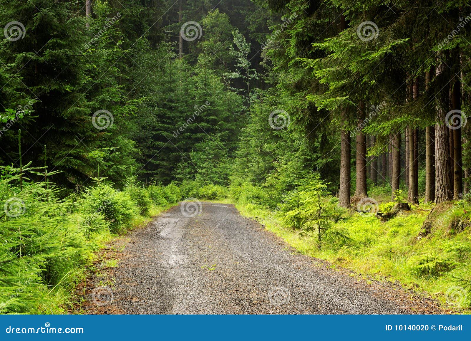 Forest road stock photo. Image of forest, pine, czech - 10140020