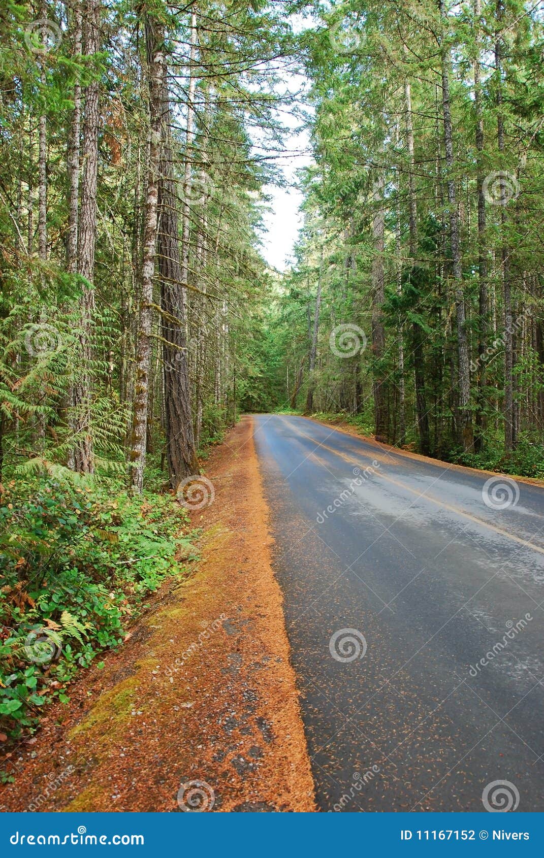 Forest road stock photo. Image of outdoors, bright, branches - 11167152