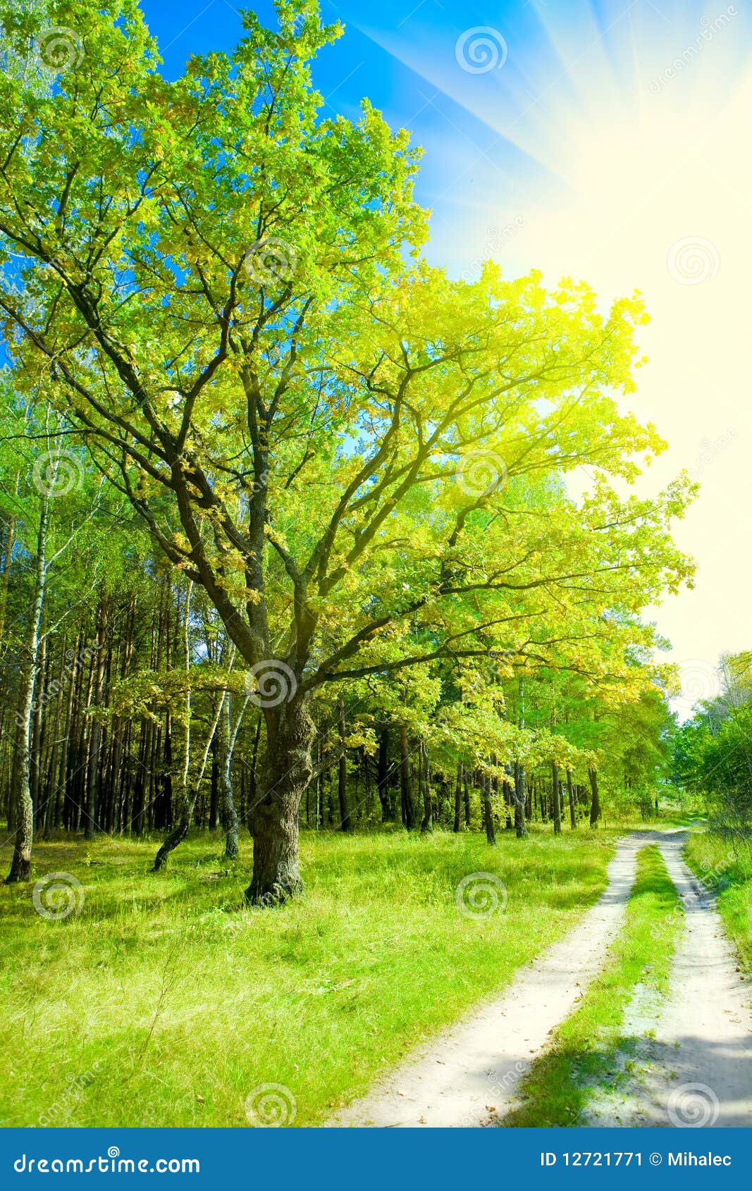 Forest road stock image. Image of grass, foliage, autumn - 12721771