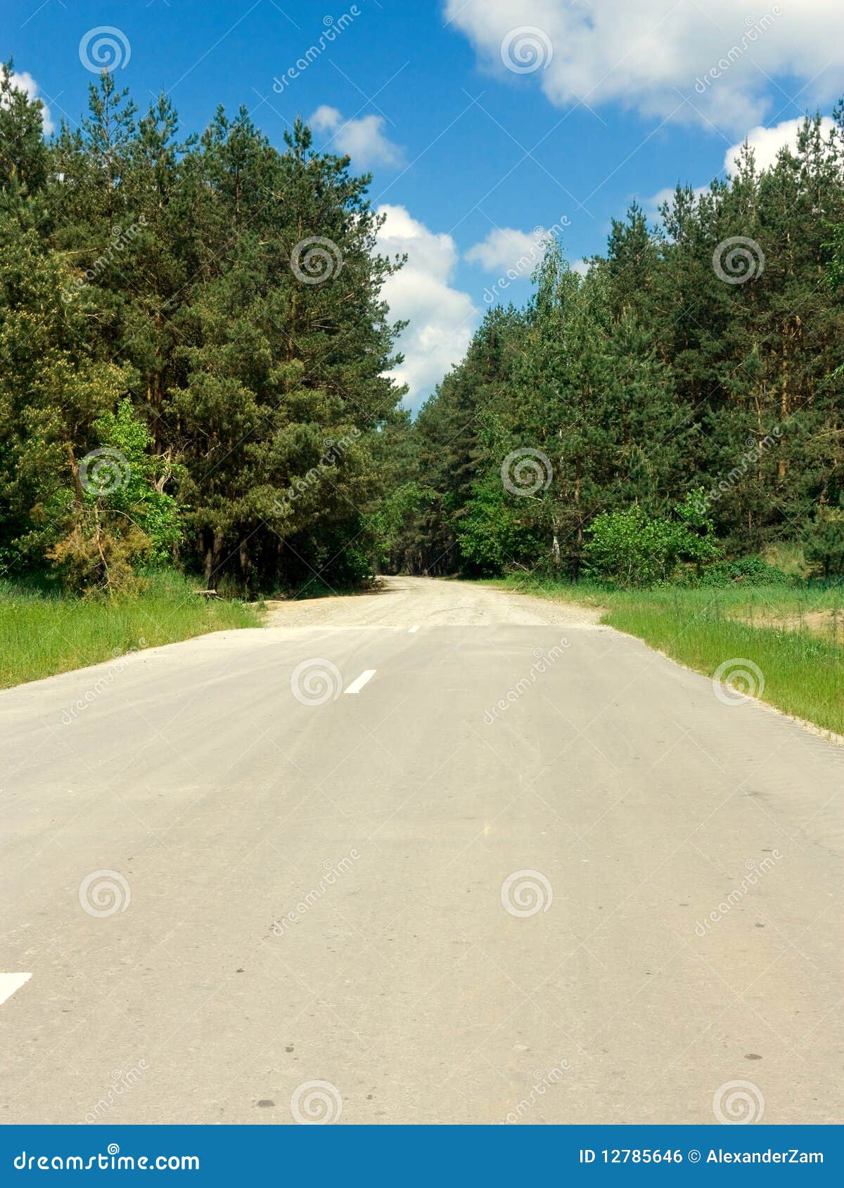 Forest road stock photo. Image of view, forest, road - 12785646