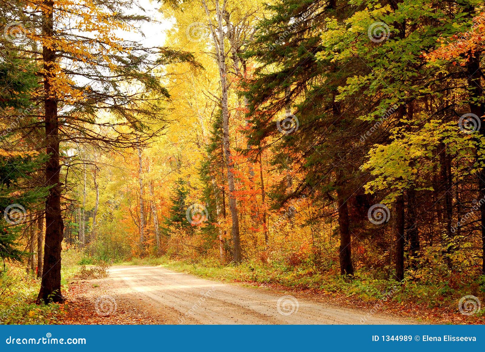 Forest road stock image. Image of countryside, straight - 1344989