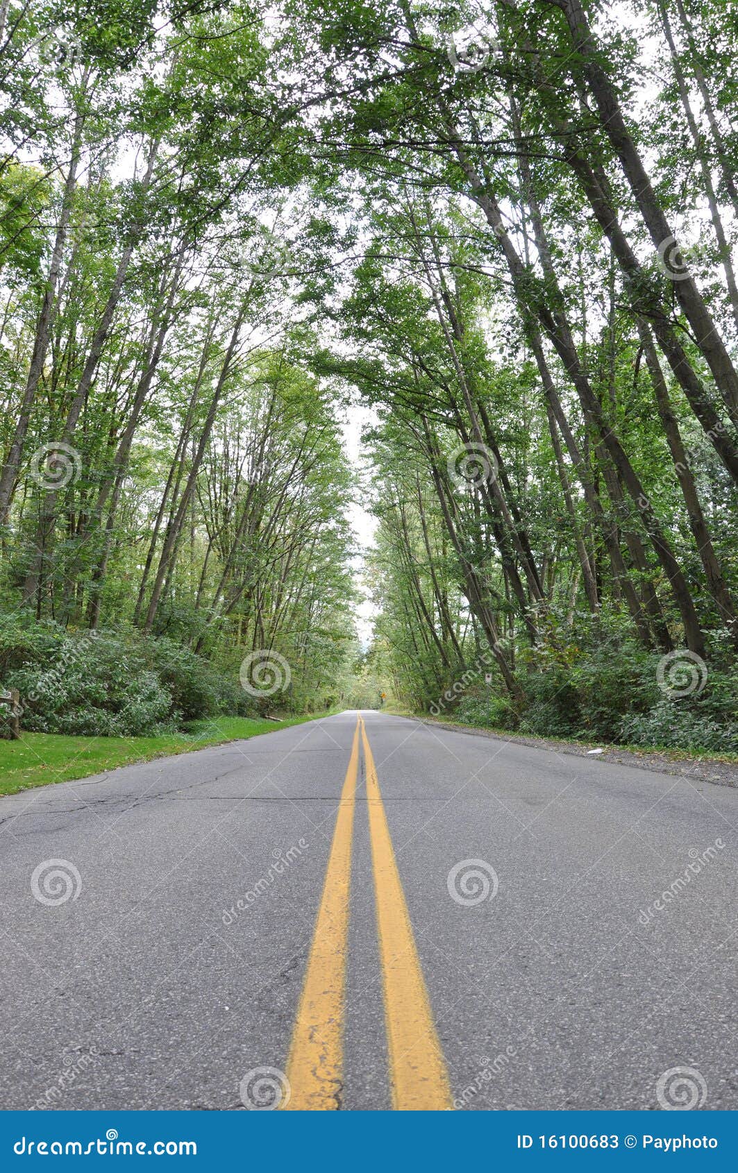 Forest road stock image. Image of forest, rural, countryside - 16100683