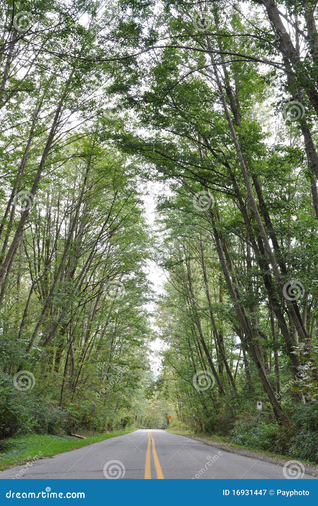 Forest road stock image. Image of country, countryside - 16931447