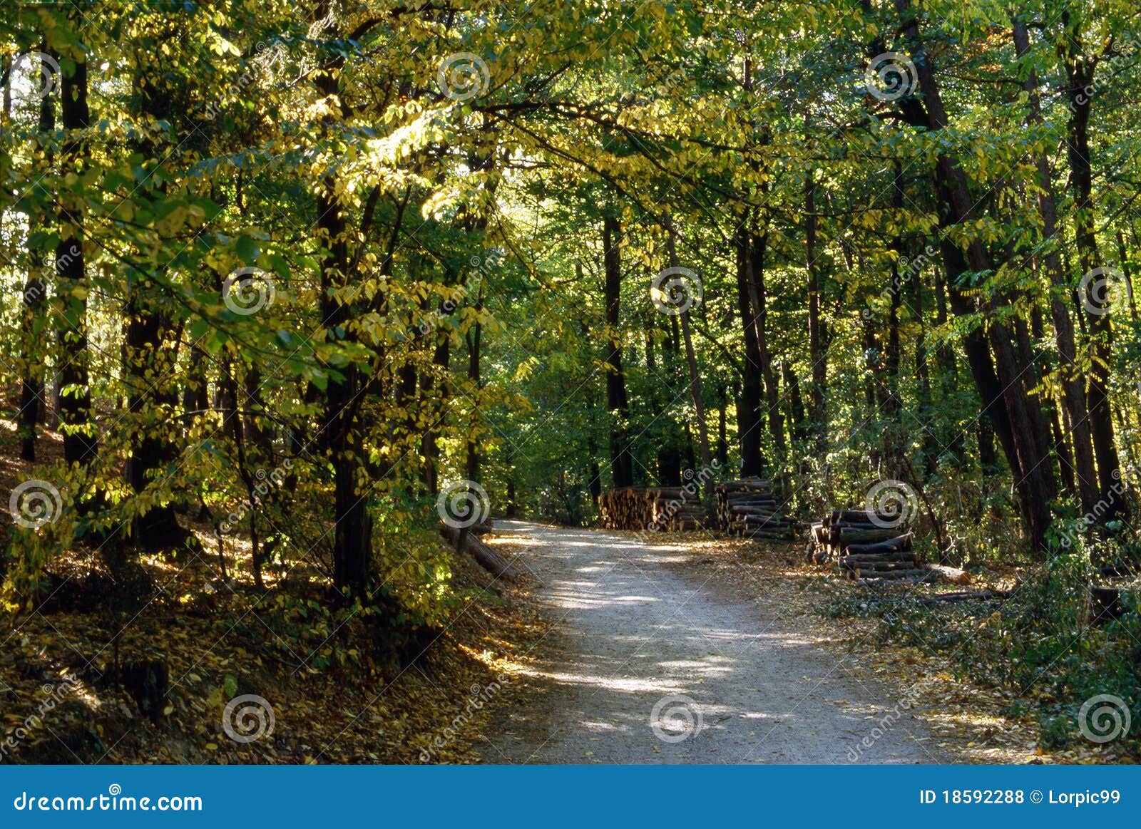 Forest Road stock photo. Image of autumn, sunbeam, road - 18592288