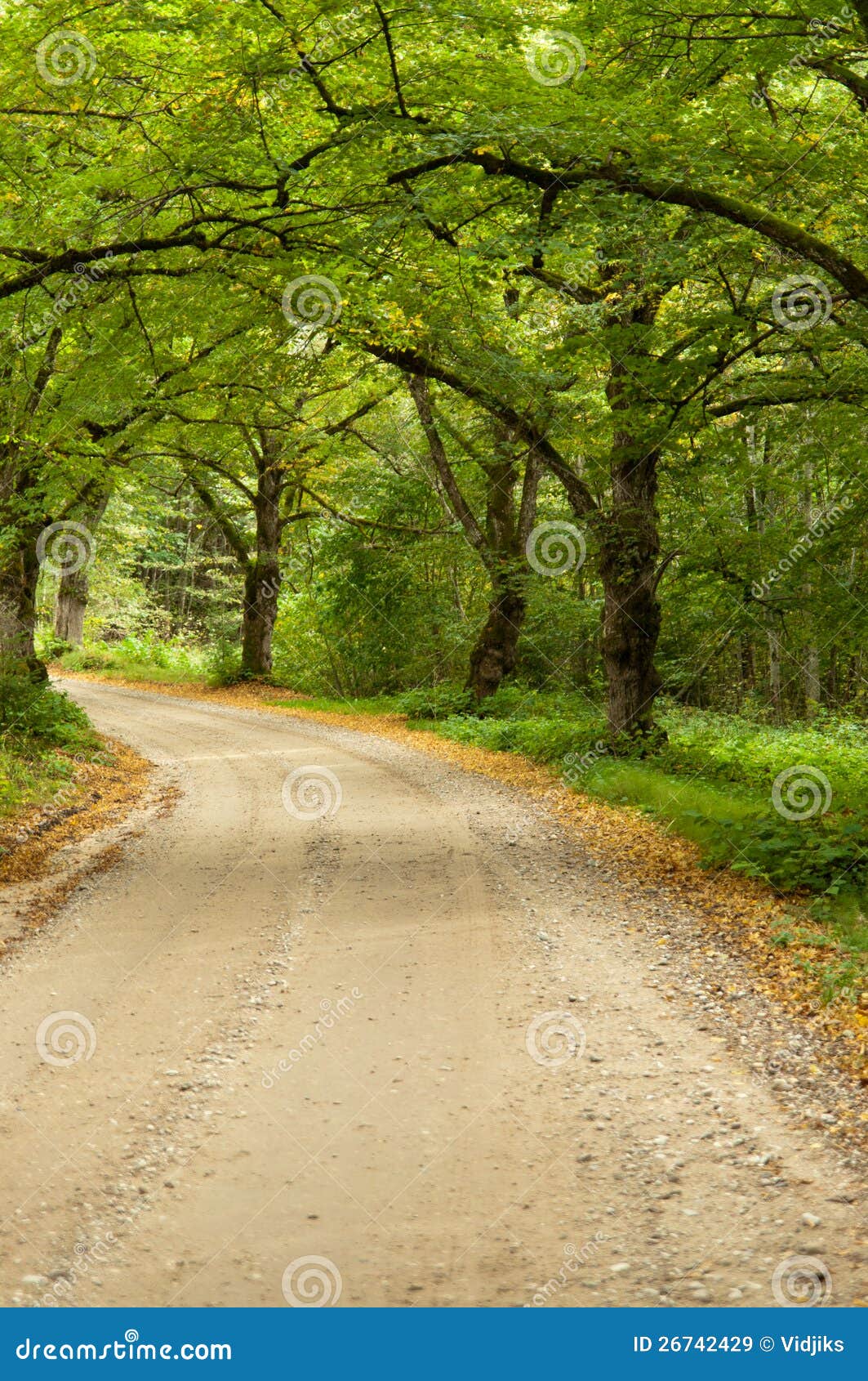 Forest road stock image. Image of landscape, leaves, destination - 26742429