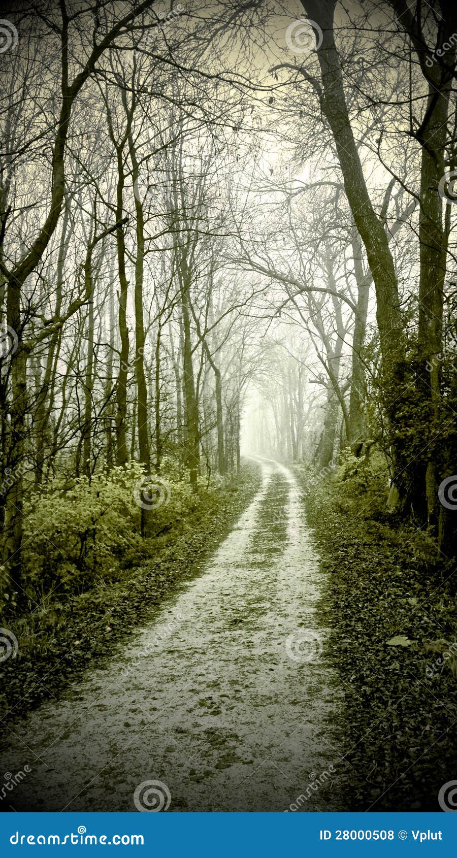 Forest Road stock photo. Image of mysterious, vignette - 28000508