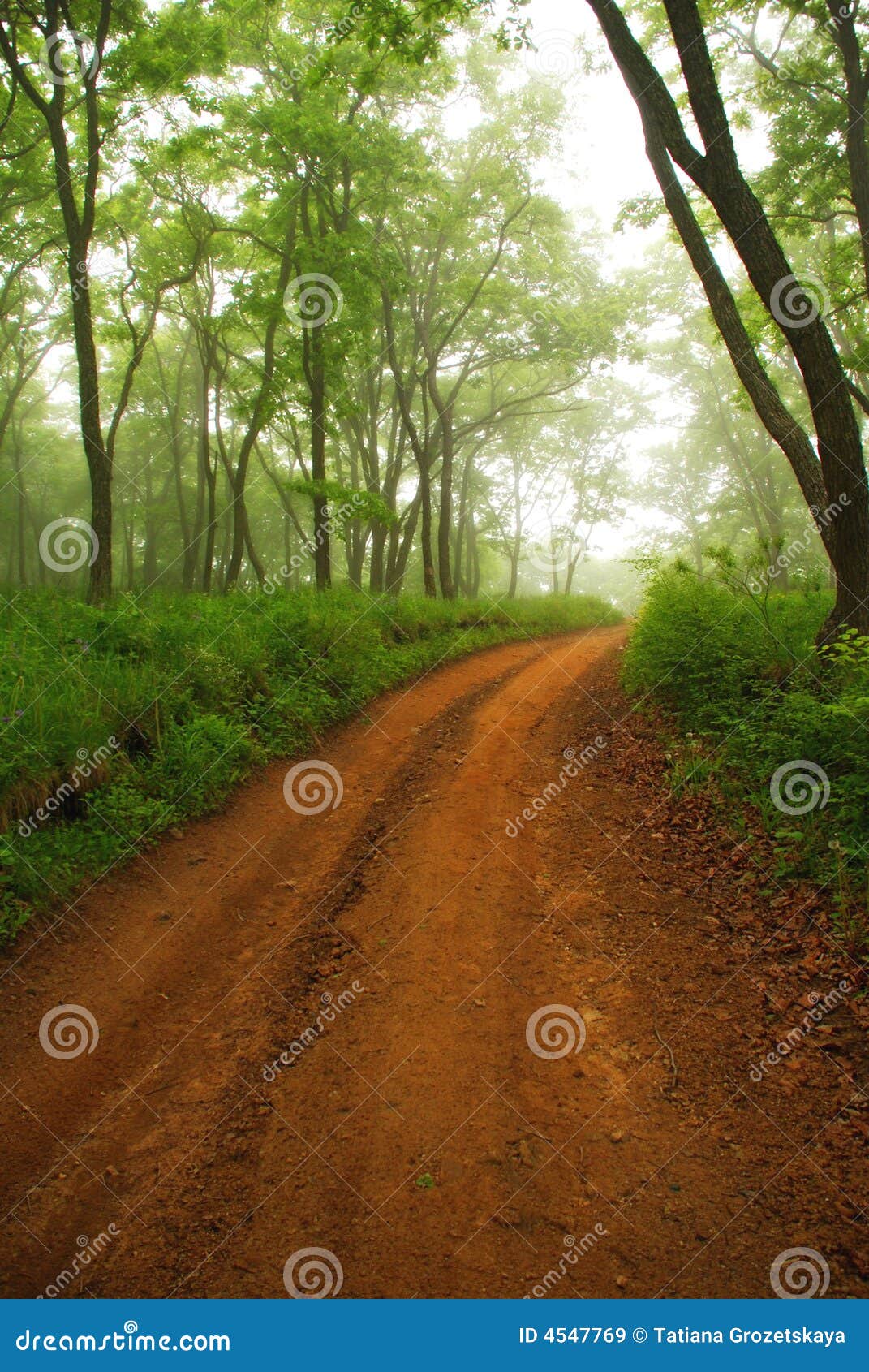 Forest road stock image. Image of perspective, hiking - 4547769