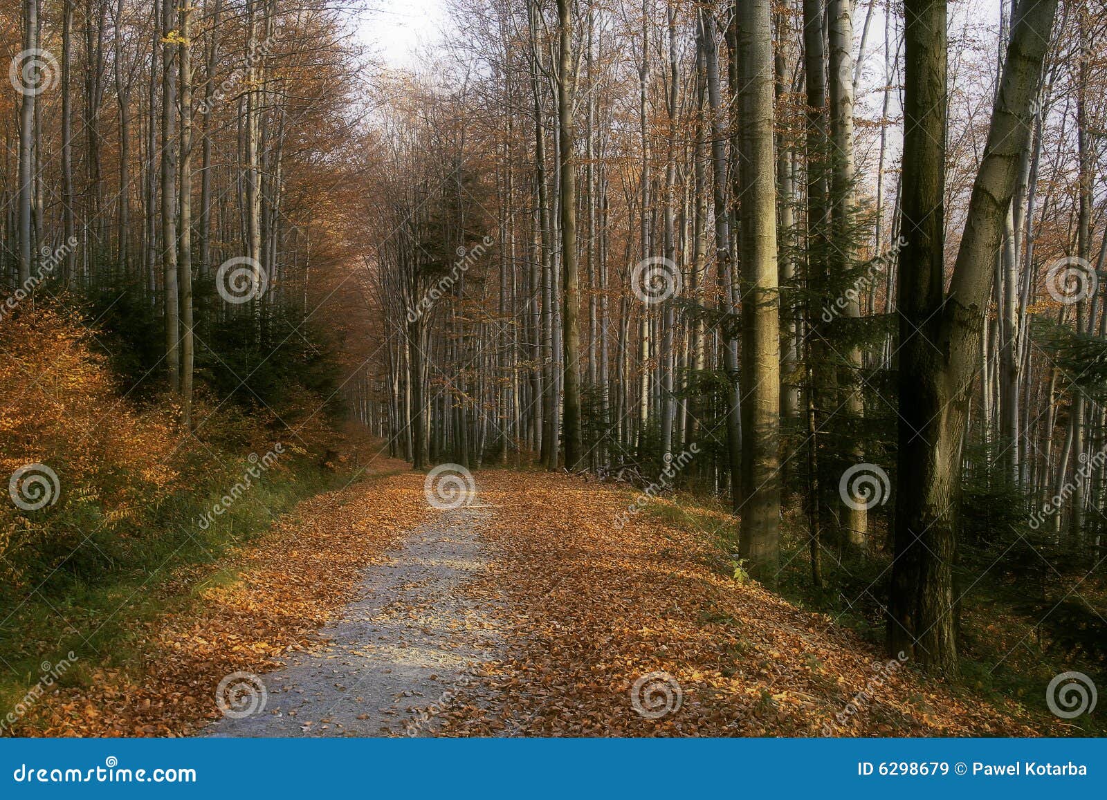 Forest Road Picture. Image: 6298679