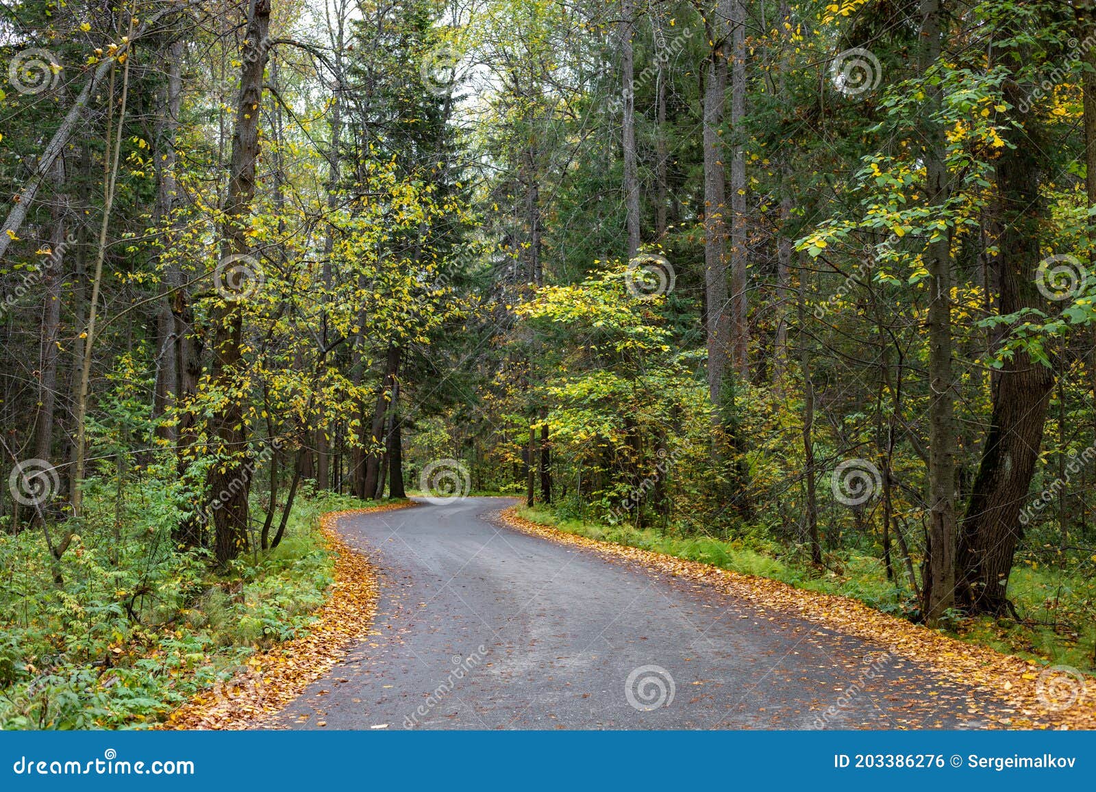 Forest Road. Asphalt Tape Winds between Trees Stock Photo - Image of ...