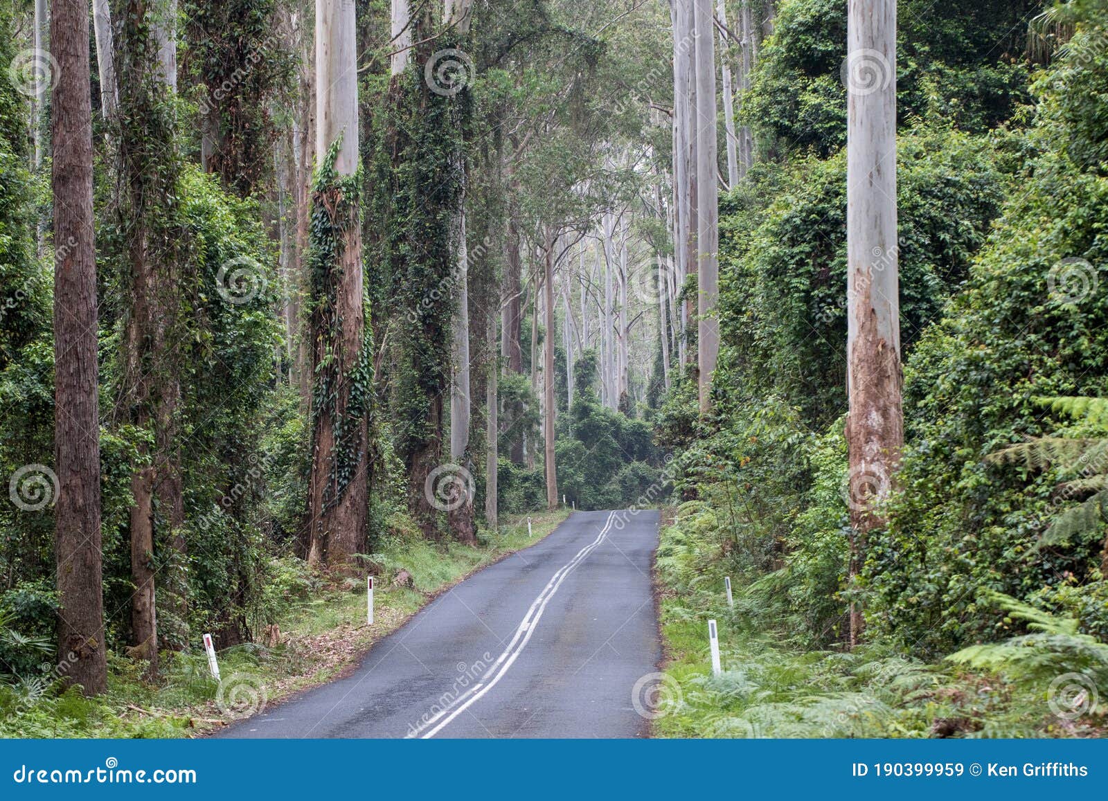 Forest road stock image. Image of australia, trees, south - 190399959