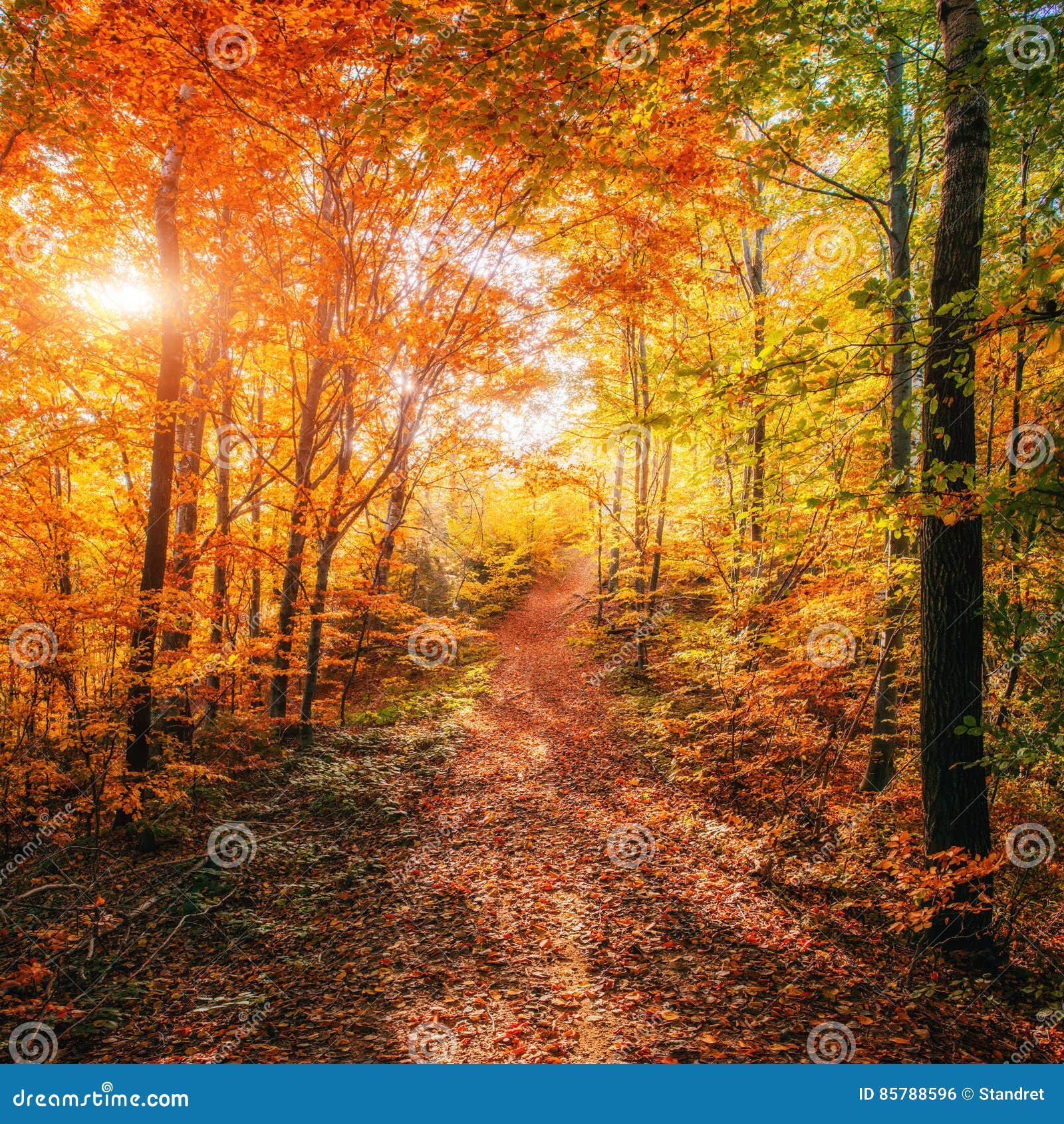 Forest Road in the Autumn. Landscape. Stock Photo - Image of footpath ...