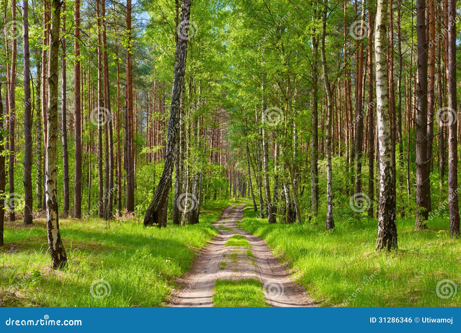 Forest Road. Beautiful Wallpaper. Stock Photo - Image of landscape ...