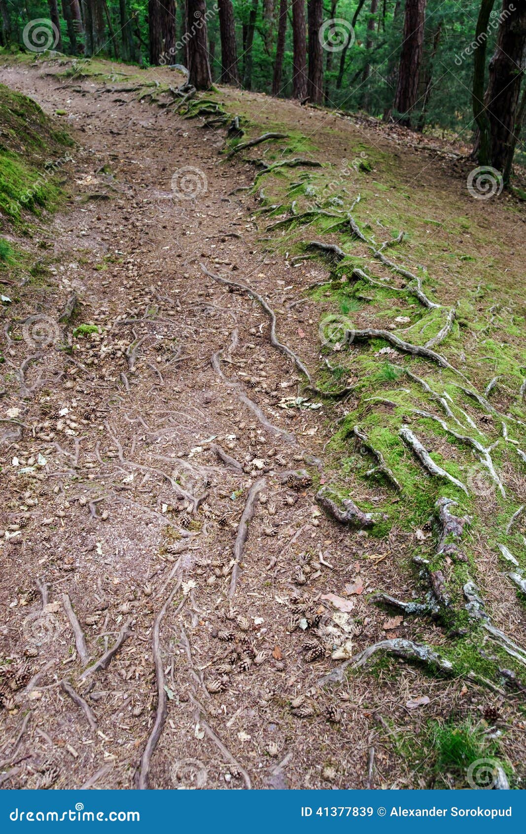 Forest Road with Big Tree Roots Stock Image - Image of ortenbourg ...