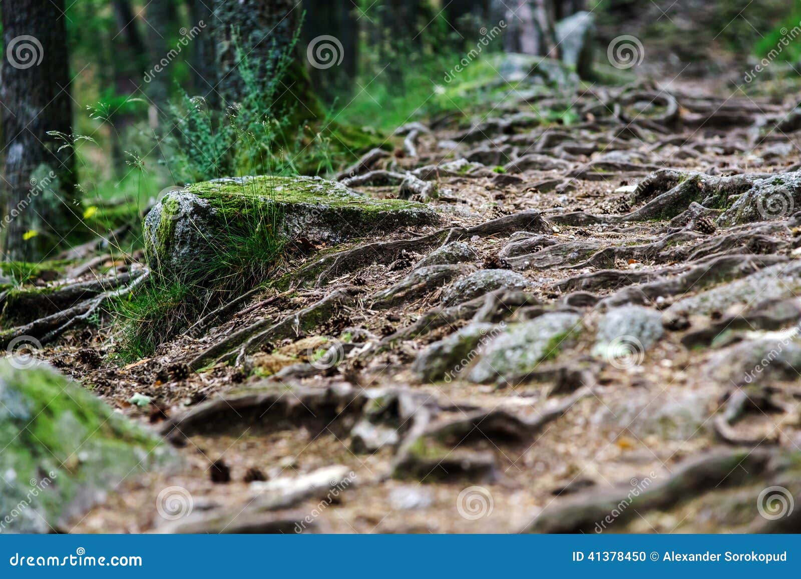 Forest Road with Big Tree Roots Stock Photo - Image of ortenbourg ...
