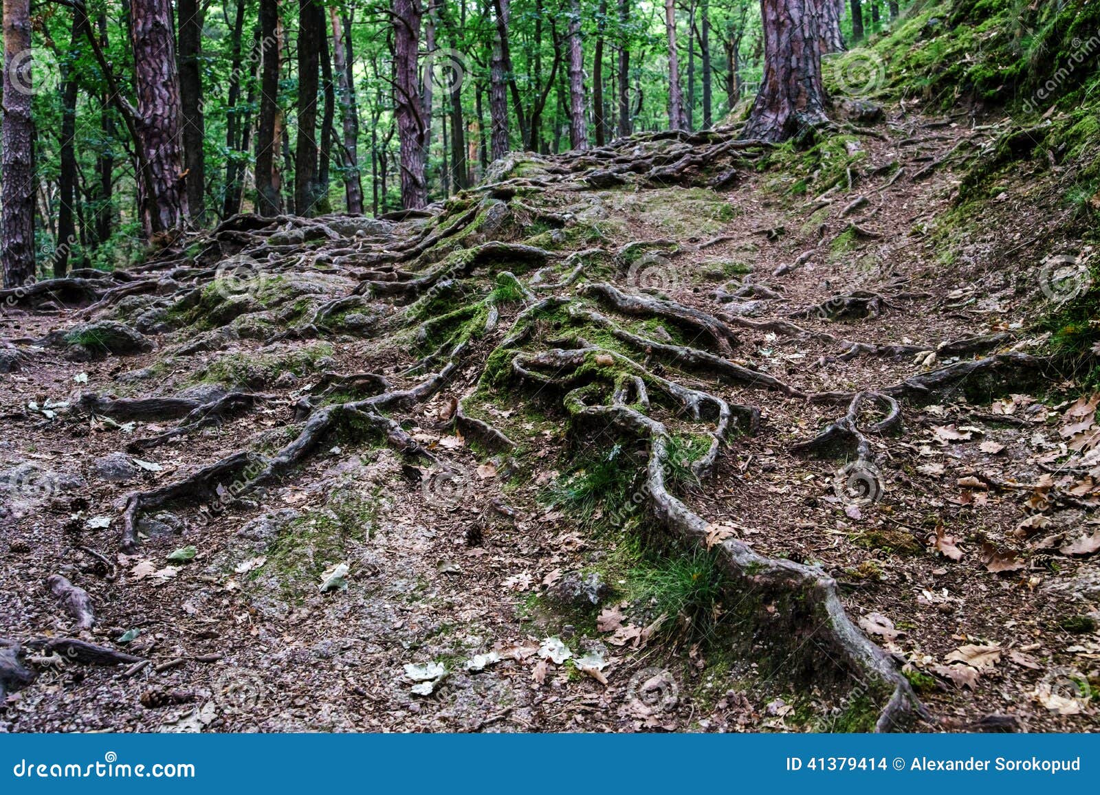Forest Road with Big Tree Roots Stock Photo - Image of outdoor ...