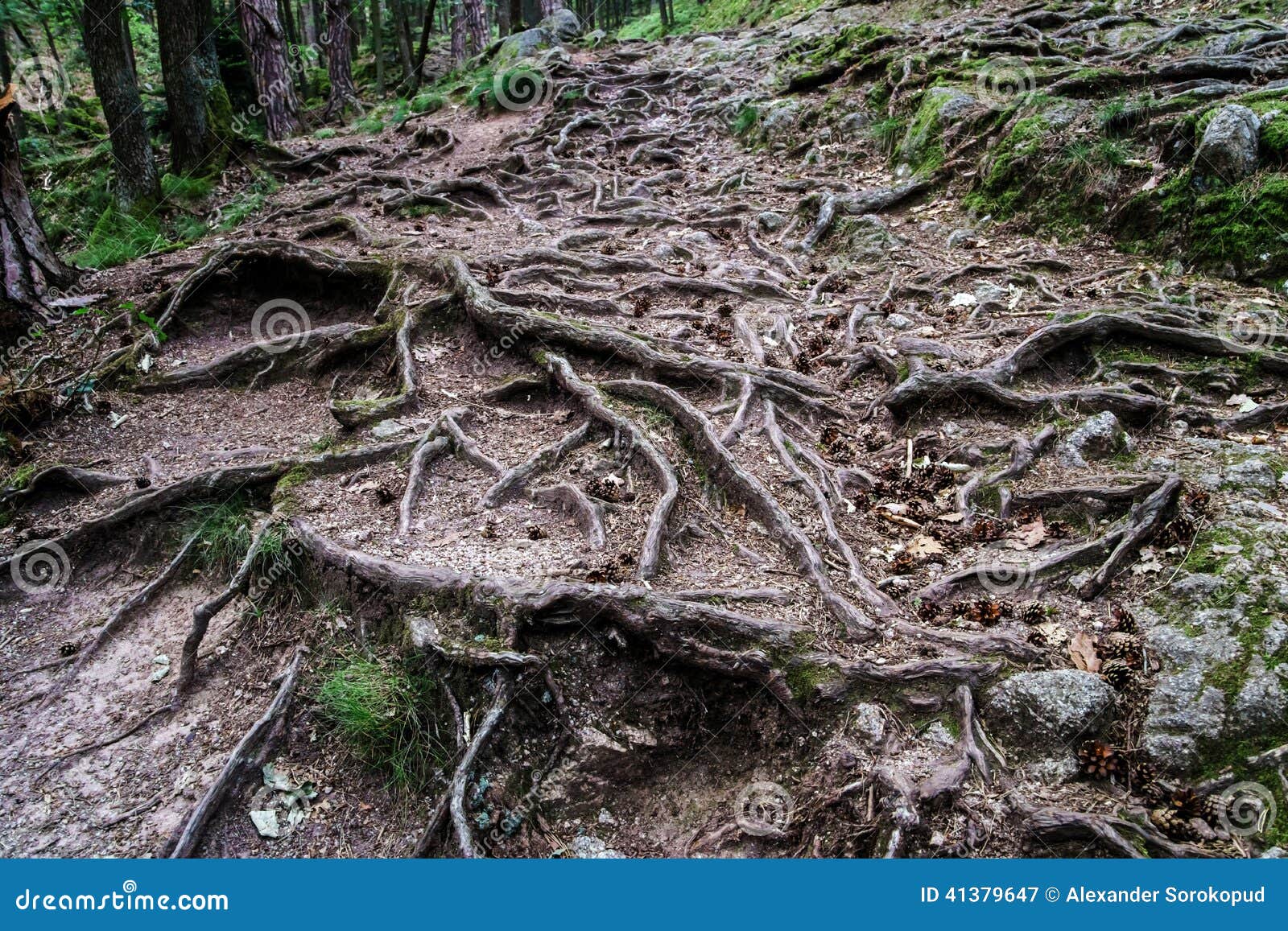 Forest Road with Big Tree Roots Stock Image - Image of pine, trunk ...