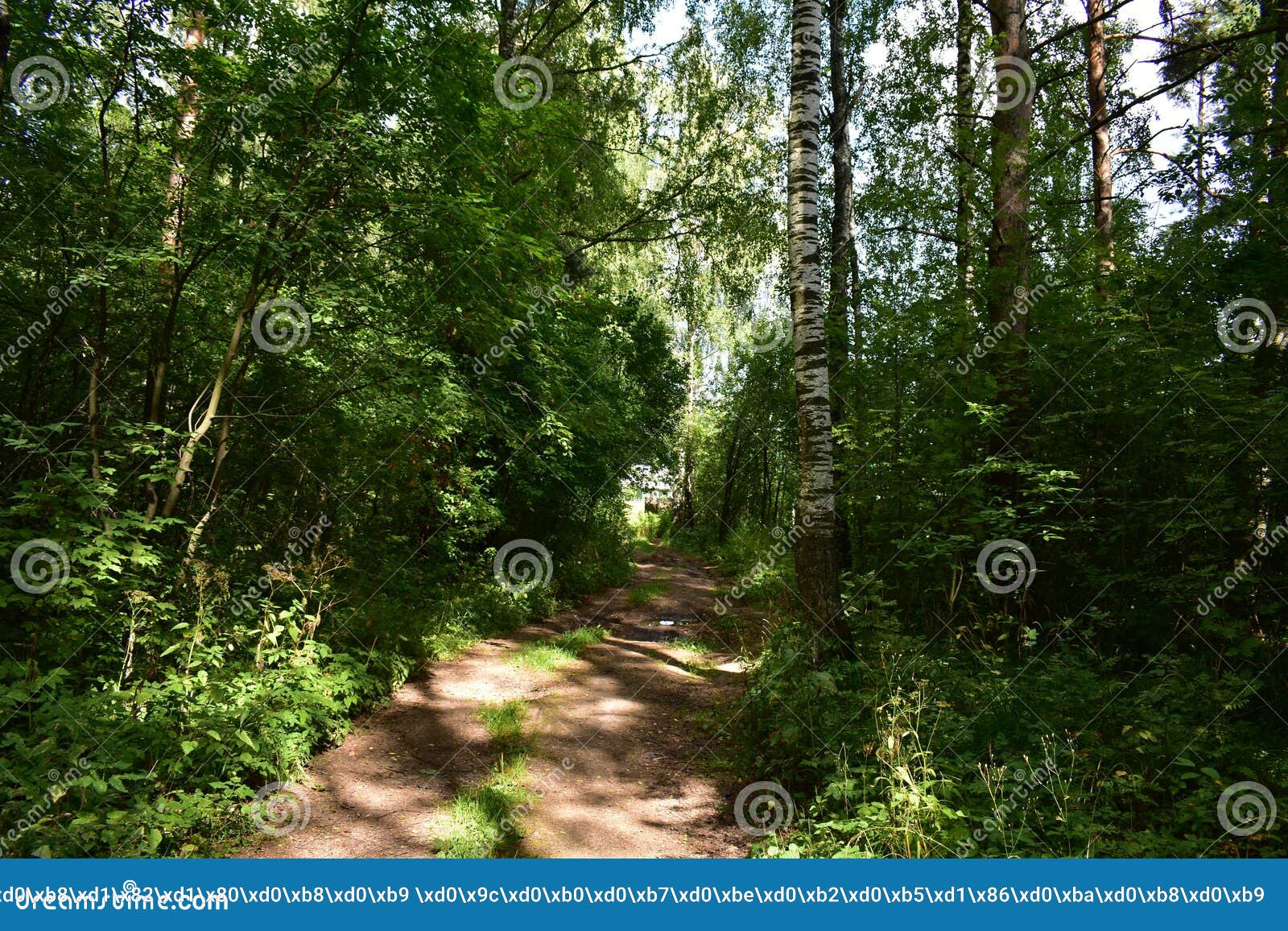 Forest Road. Birch Grove. Deciduous Trees Densely Fill the Space Stock ...