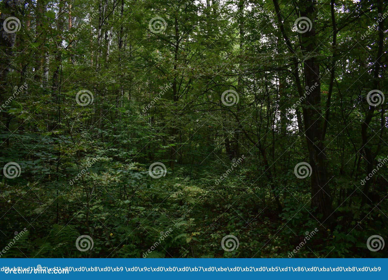 Forest Road. Birch Grove. Deciduous Trees Densely Fill the Space Stock ...