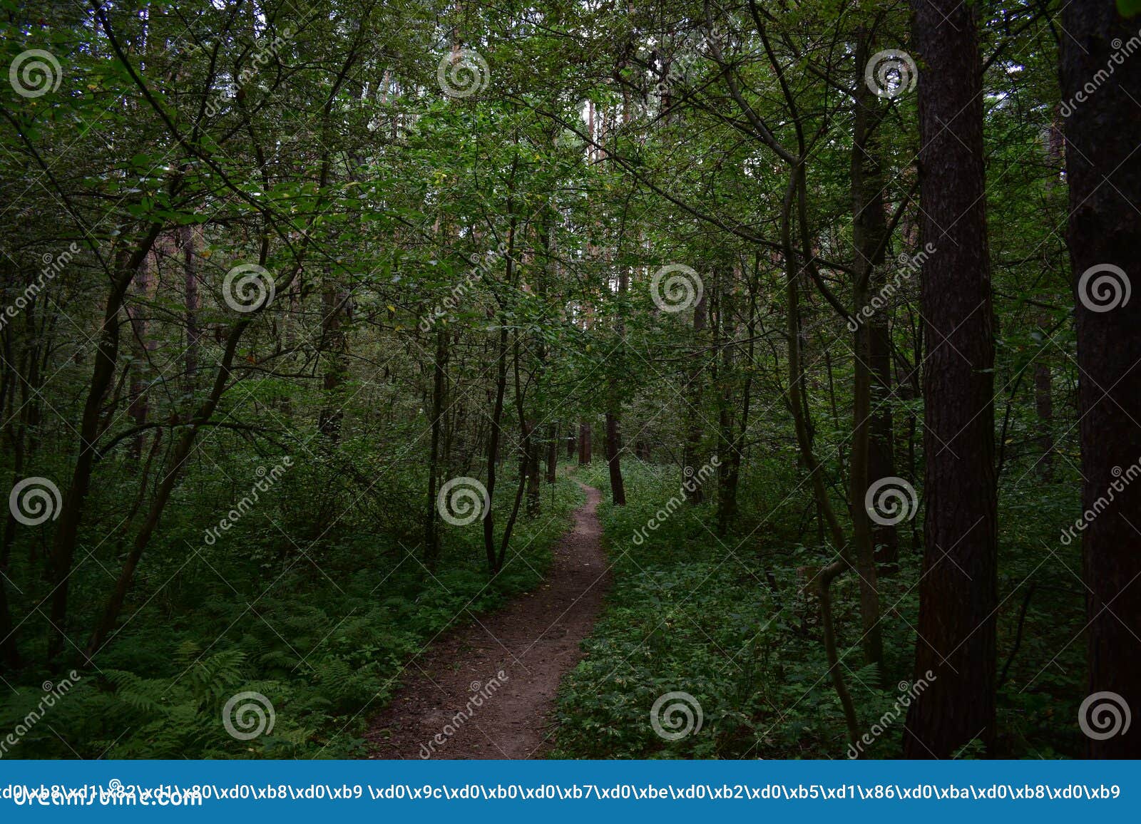 Forest Road. Birch Grove. Deciduous Trees Densely Fill the Space Stock ...
