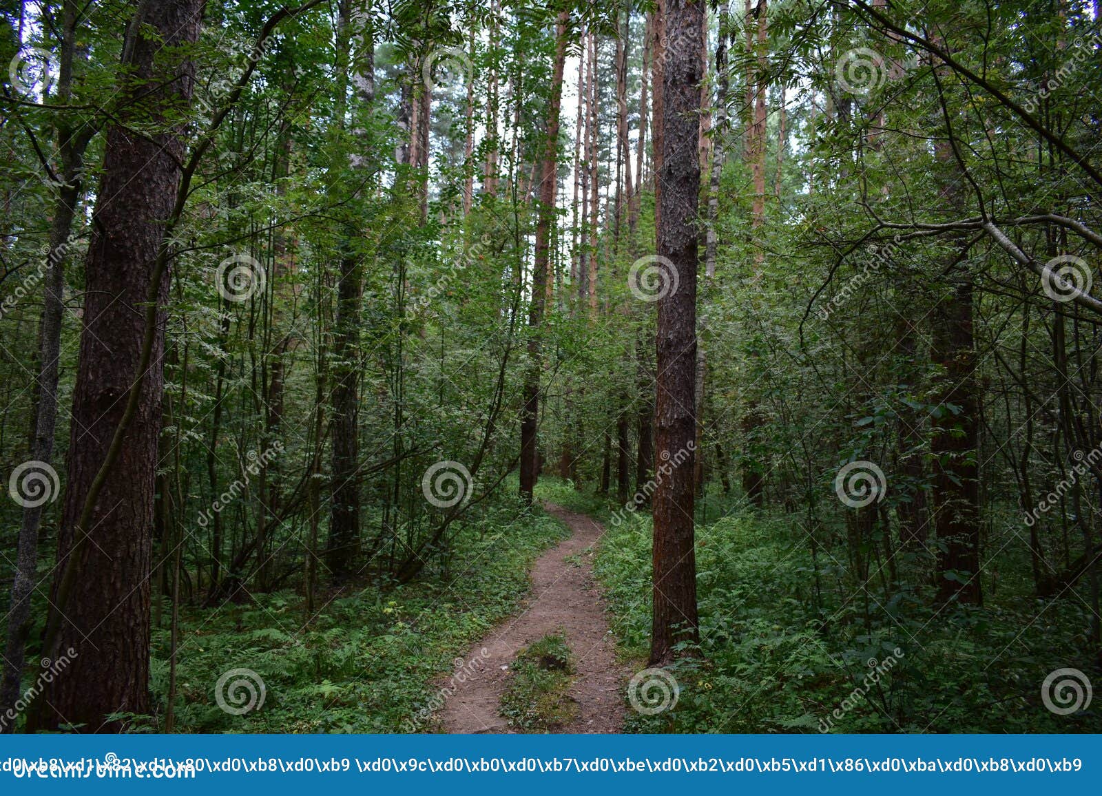 Forest Road. Birch Grove. Deciduous Trees Densely Fill the Space Stock ...