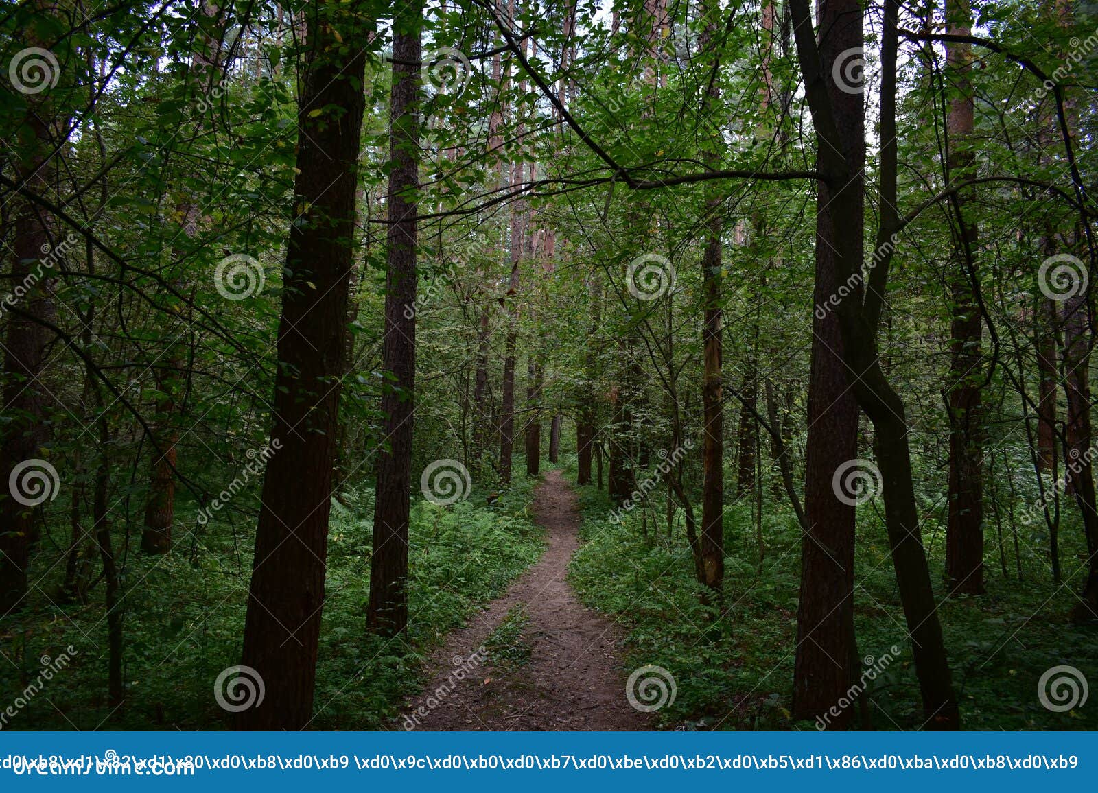 Forest Road. Birch Grove. Deciduous Trees Densely Fill the Space Stock ...
