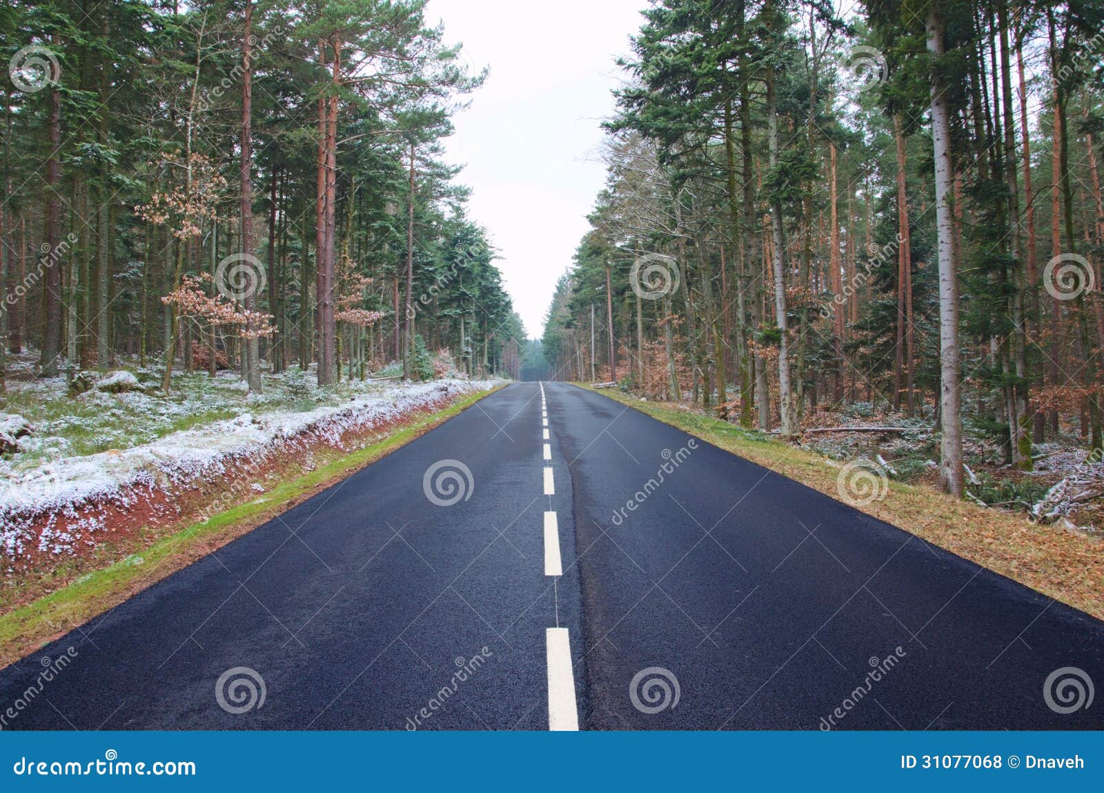 Symmetry and Convergence in the Black Forest Stock Photo - Image of ...