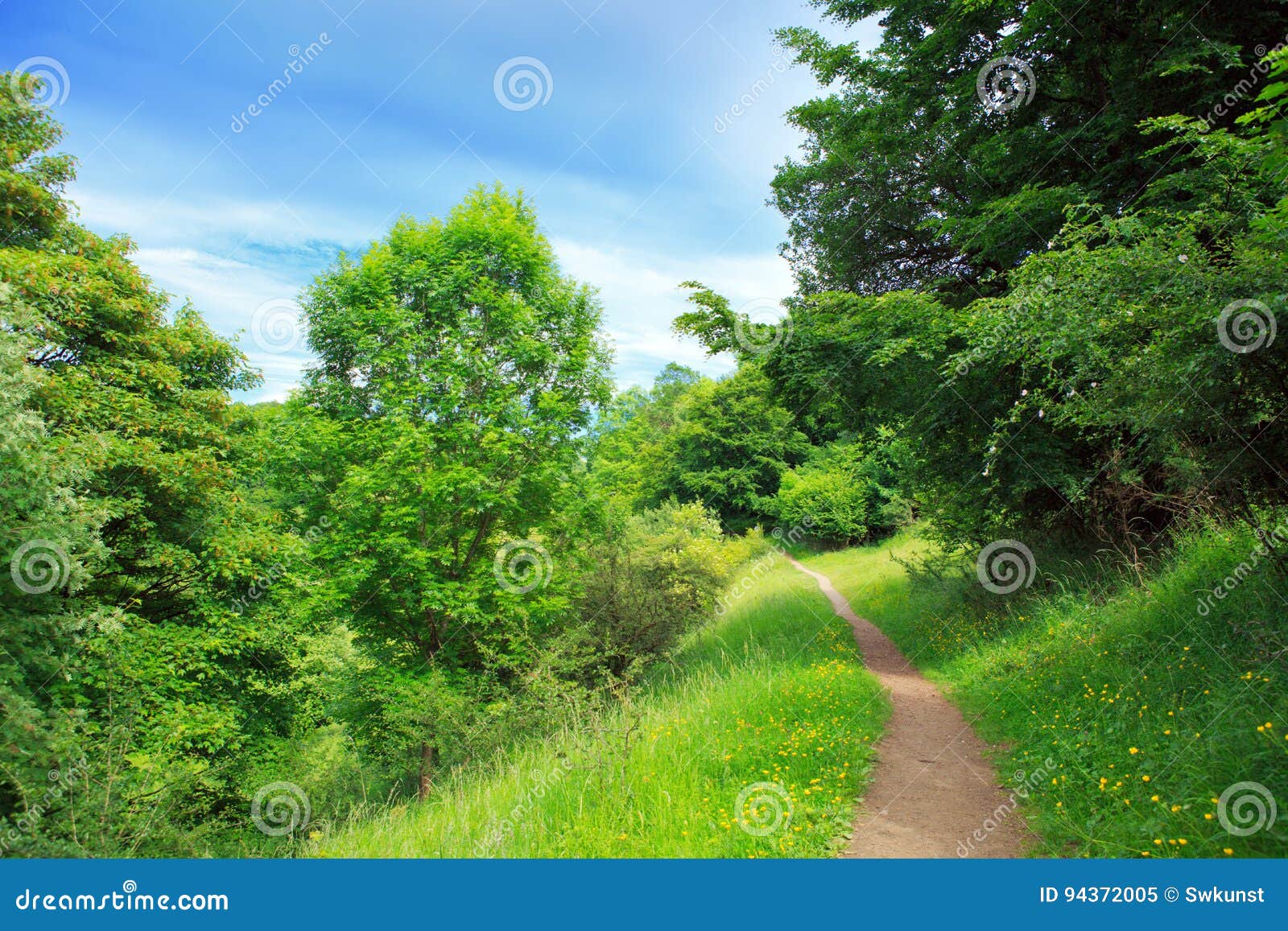 Forest road and blue sky. stock image. Image of outdoors - 94372005