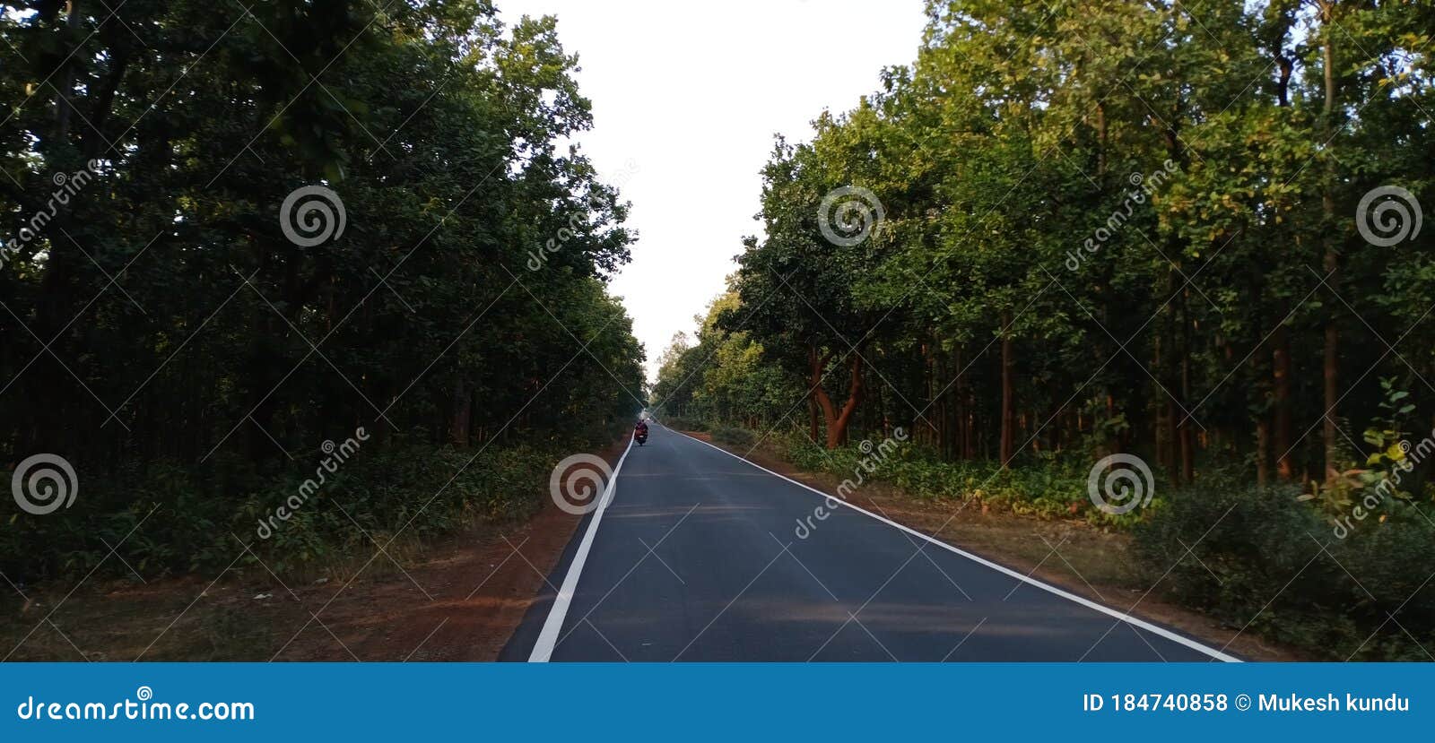 Forest Road with Both Side Trees. Stock Photo - Image of forest, side ...