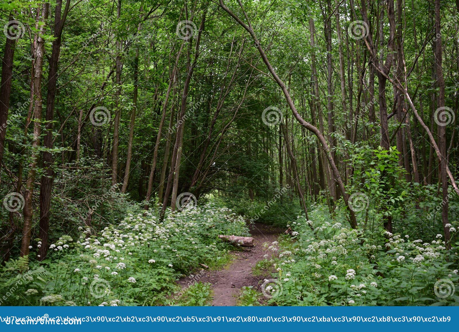 Forest Road. Branches of Trees and Shrubs Hang Over the Path. Arch of ...