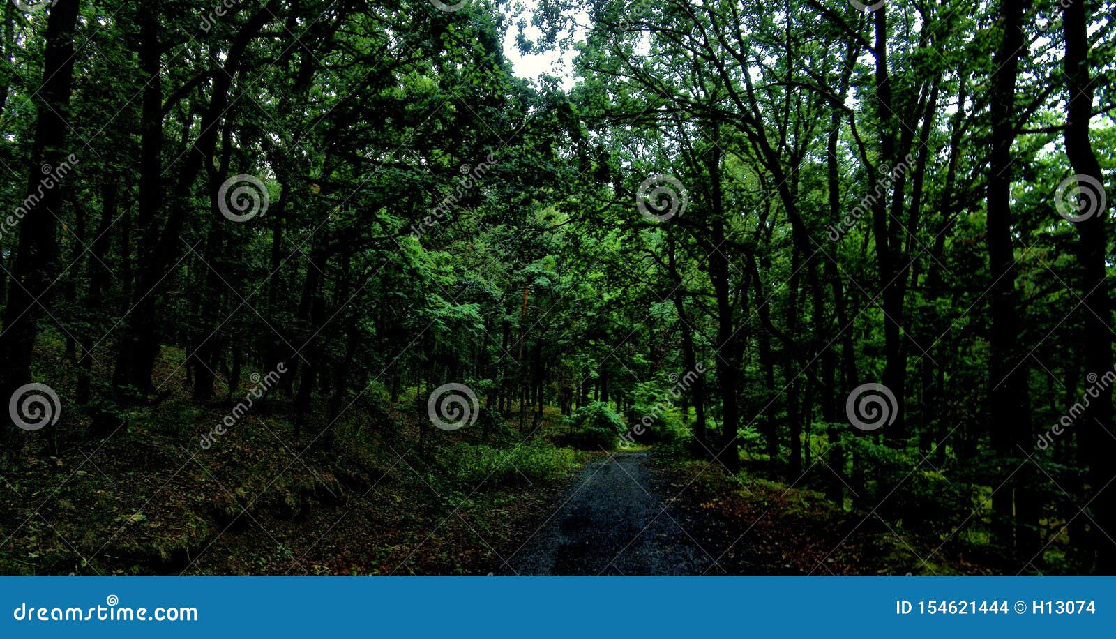 Forest Road in Broad Leaf Trees Forest Stock Photo - Image of beautiful ...