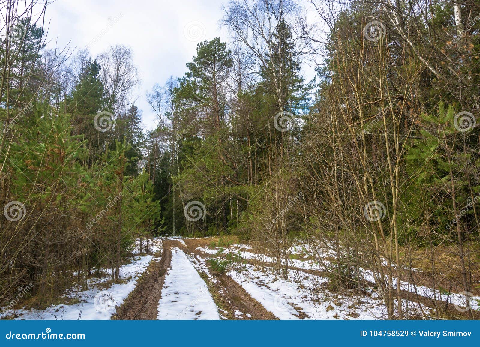 Forest Road, Covered with a Thin Layer of Snow. Stock Image - Image of ...