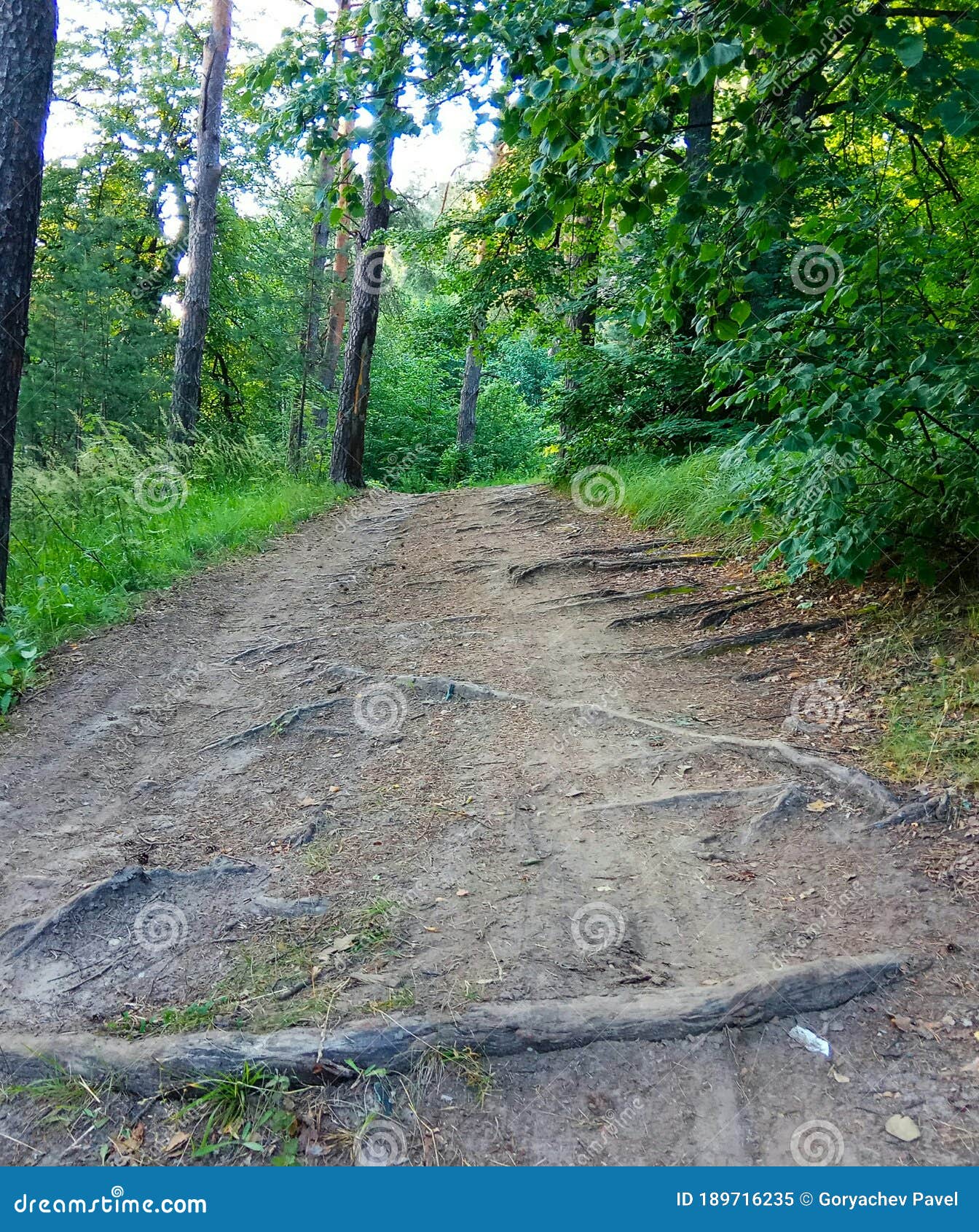 Forest Road Dotted with Tree Roots Stock Image - Image of road, dotted ...