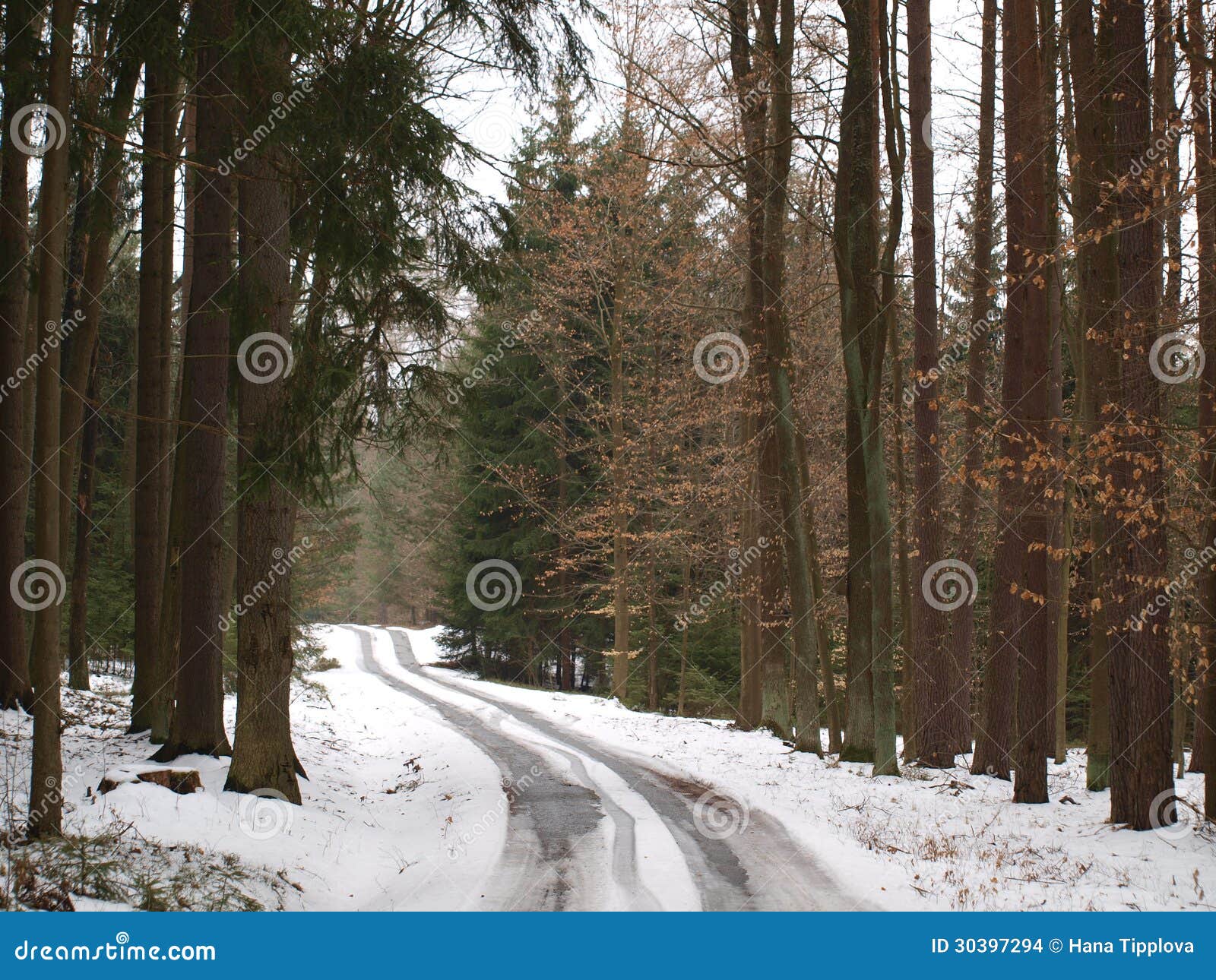 Forest Road at the End of Winter Stock Photo - Image of winter, country ...
